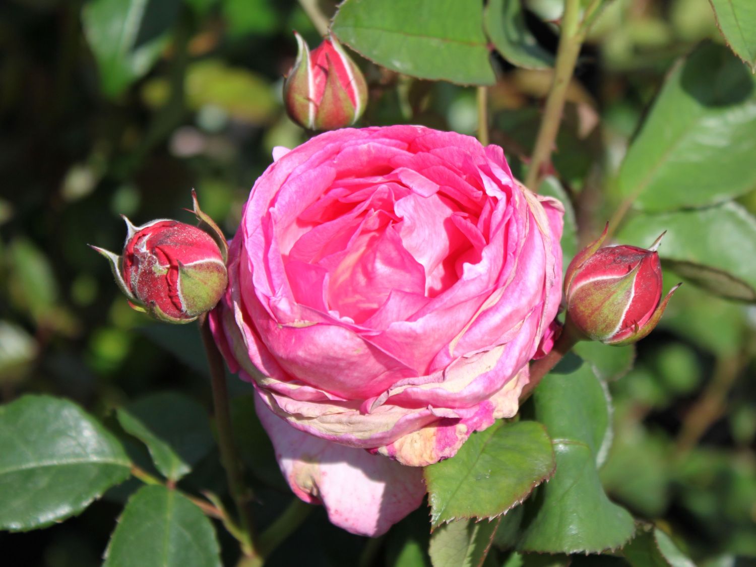 Strauchrose 'Flashlight' ® - Schönste Rosen & Expertenwissen