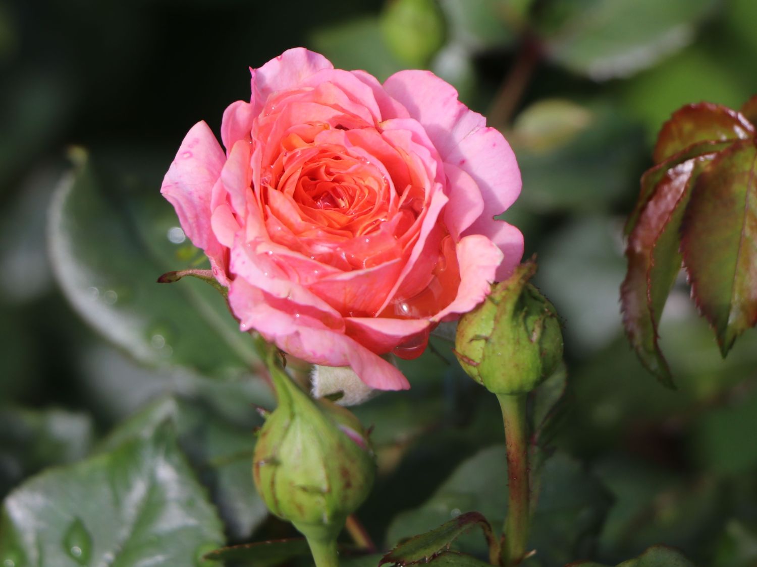 Strauchrose 'Lambada' ® - Finde Deine neue Rose + Online Ratgeber