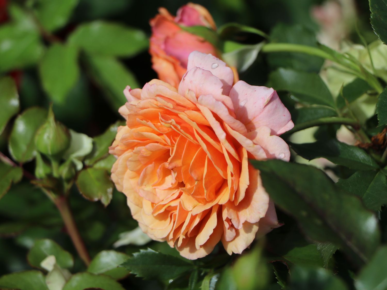 Strauchrose 'Lambada' ® - Finde Deine neue Rose + Online Ratgeber