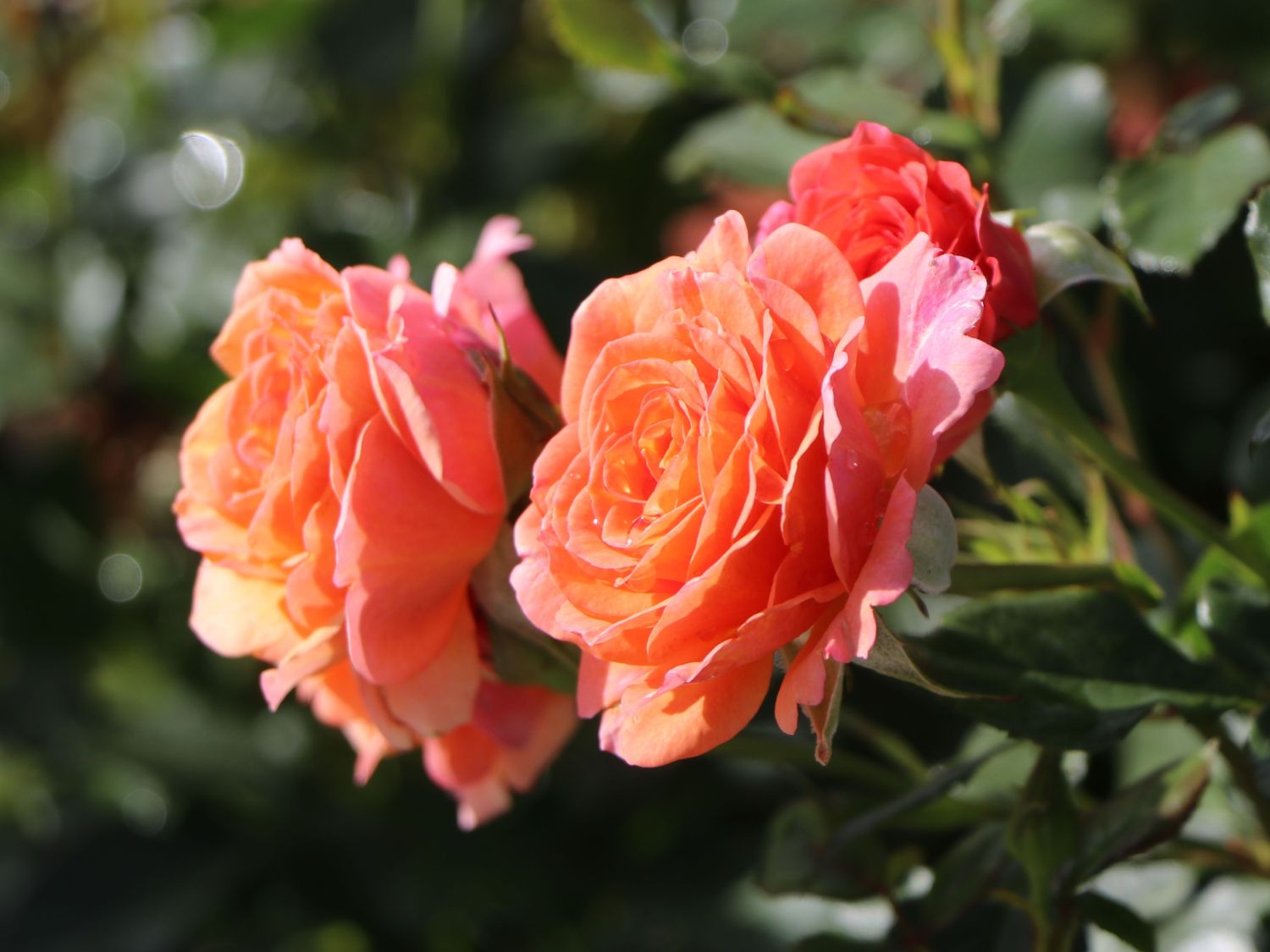 Strauchrose 'Lambada' ® - Finde Deine neue Rose + Online Ratgeber