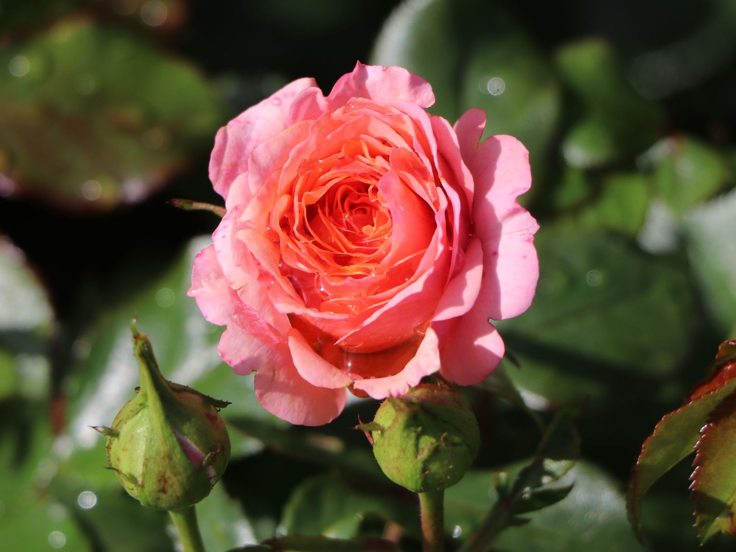Strauchrose 'Lambada' ® - Finde Deine neue Rose + Online Ratgeber