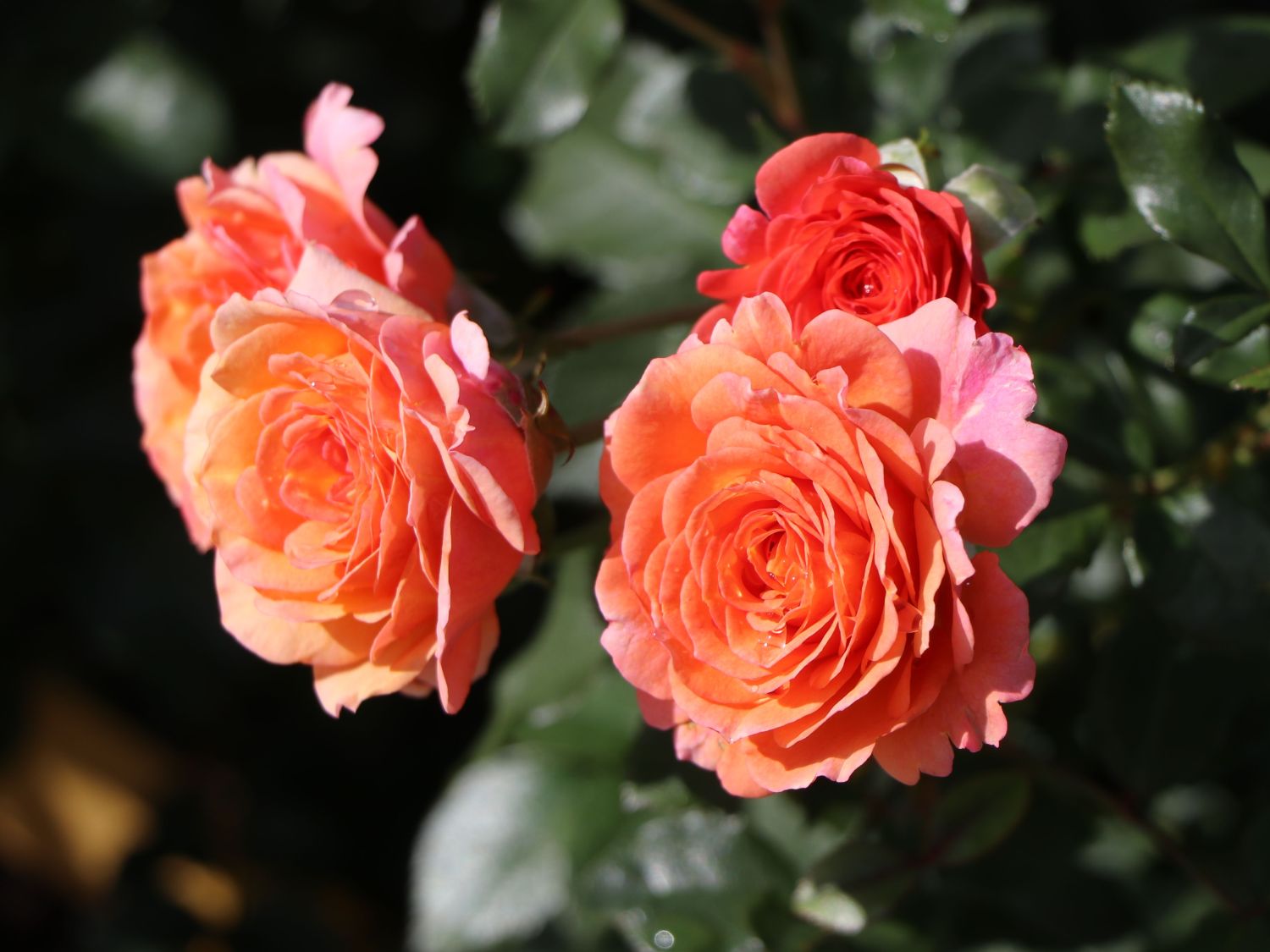Strauchrose 'Lambada' ® - Finde Deine neue Rose + Online Ratgeber