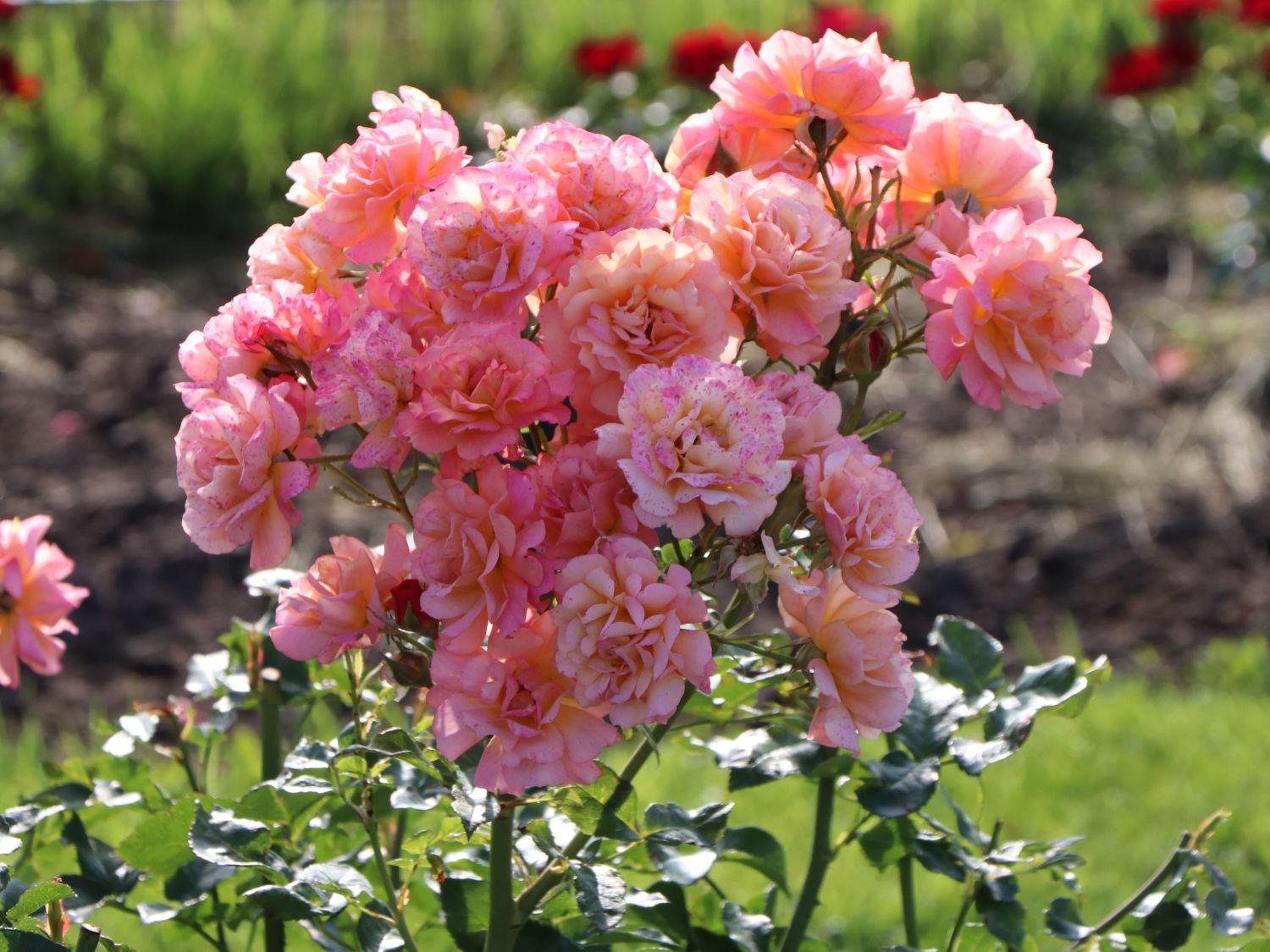 Strauchrose 'Lambada' ® - Finde Deine neue Rose + Online Ratgeber