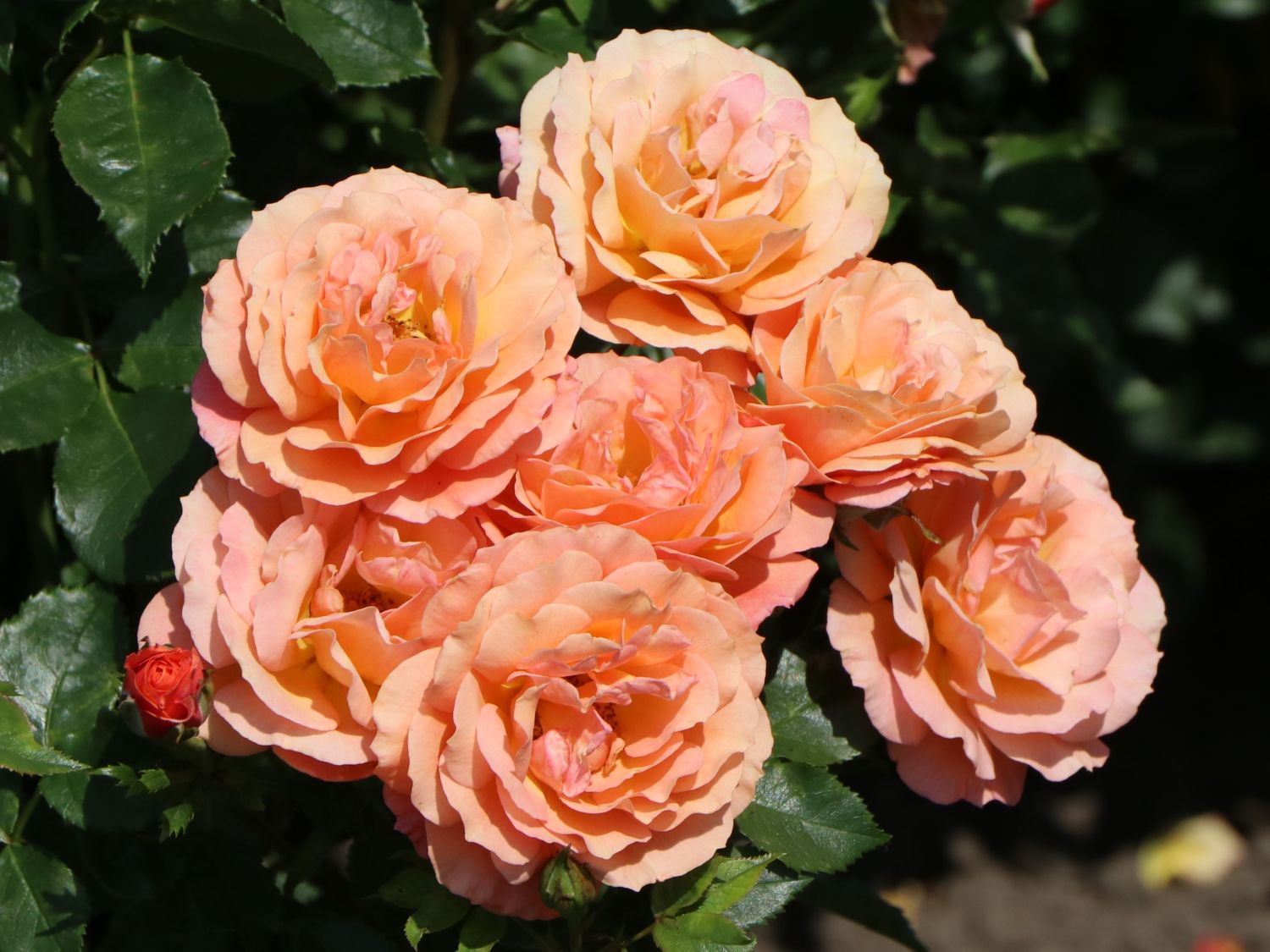 Strauchrose 'Lambada' ® - Finde Deine neue Rose + Online Ratgeber