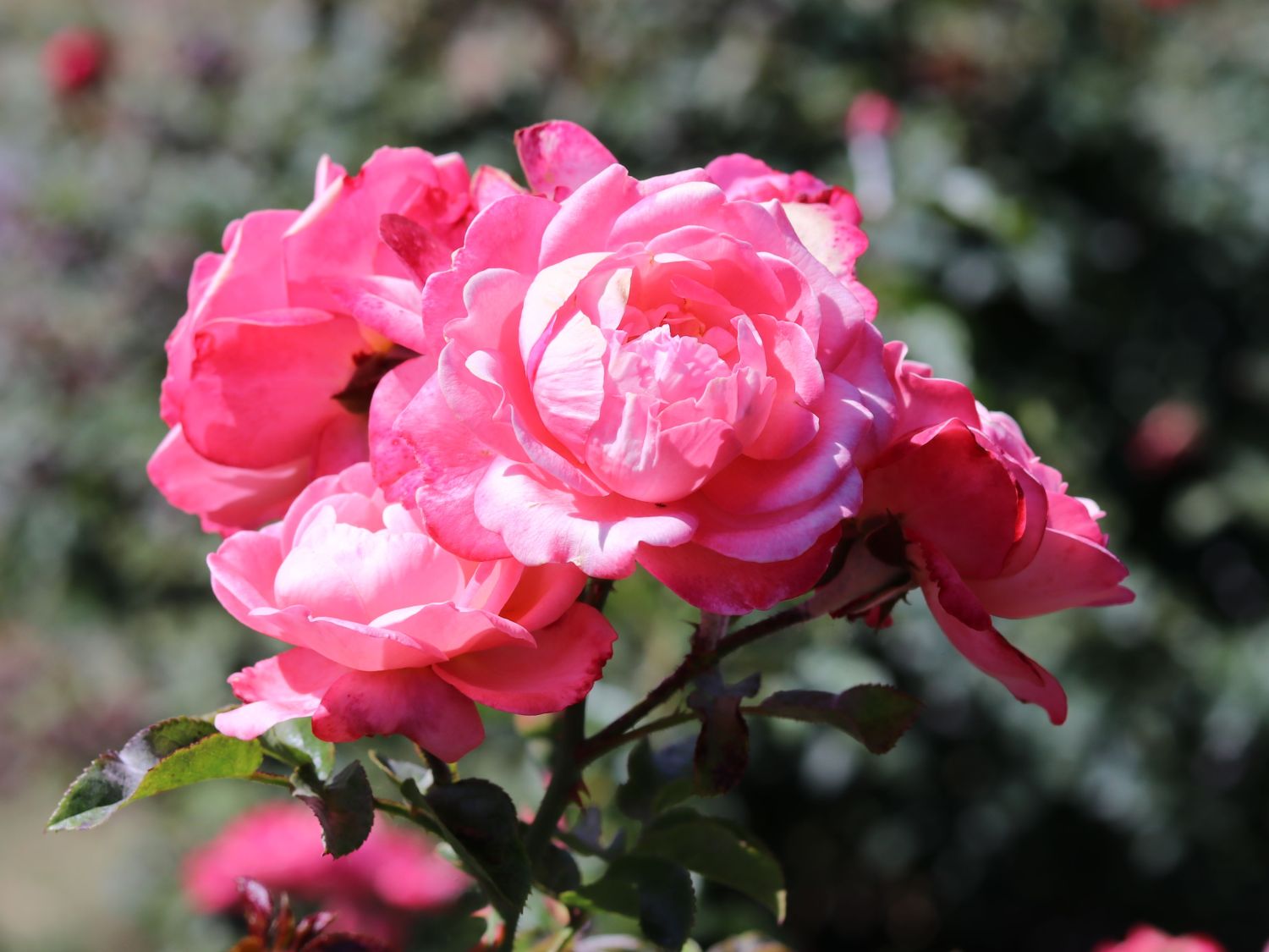 Strauchrose 'Mein schöner Garten' ® - bestes Gärtnerwissen