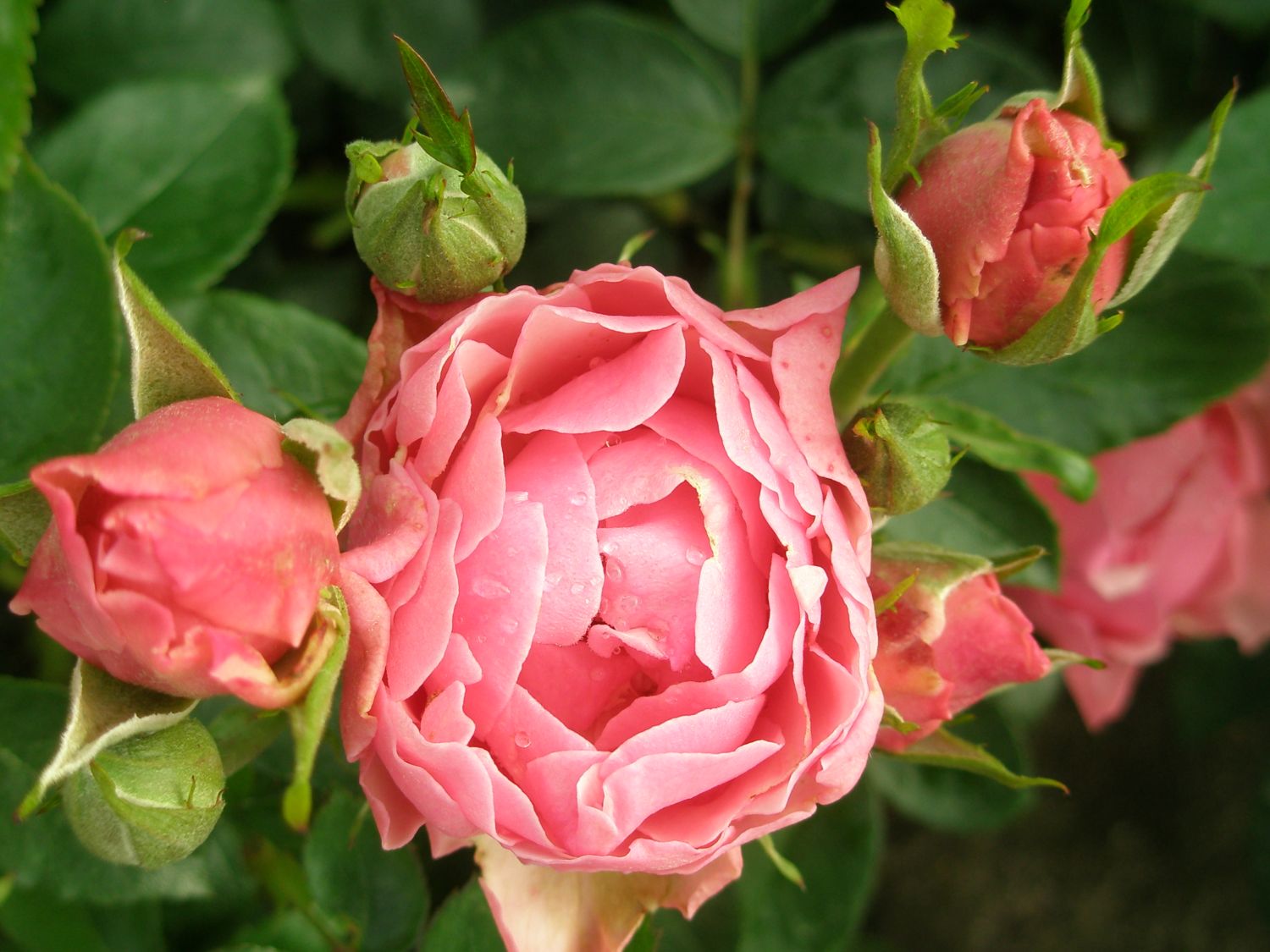 Strauchrose 'New Look' ® - Alles erfahren über Blüte, Duft & Co.