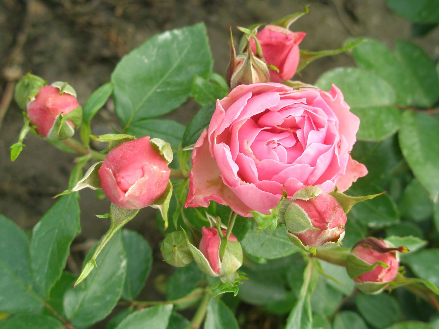 Strauchrose 'New Look' ® - Alles erfahren über Blüte, Duft & Co.