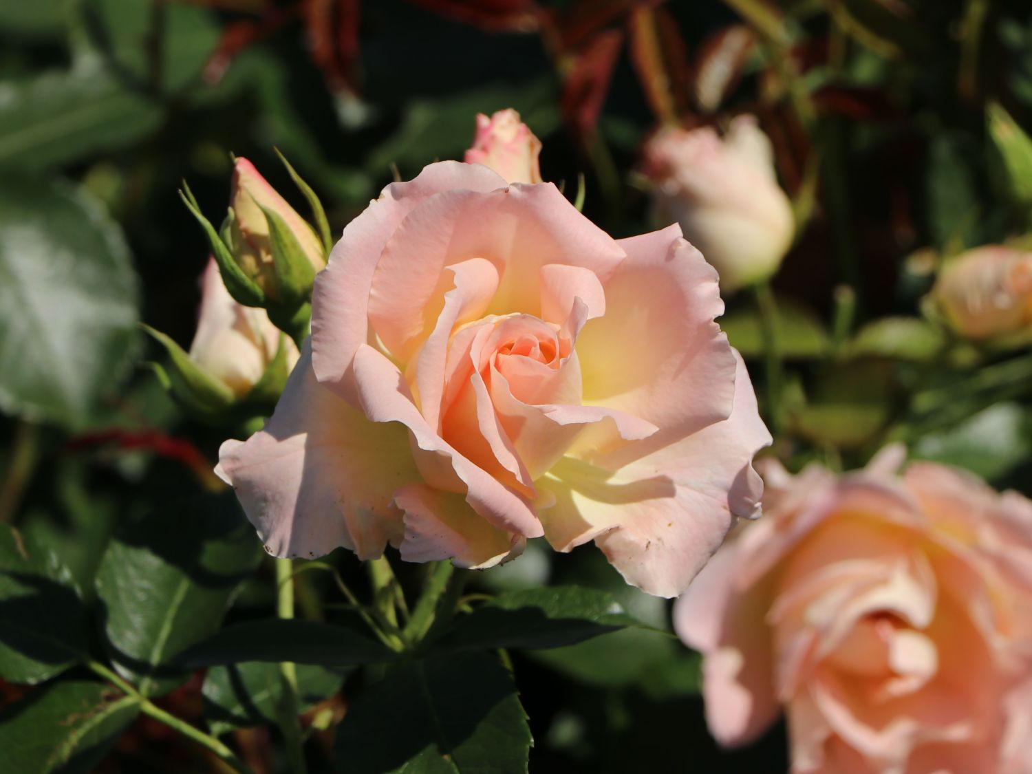 Strauchrose 'Rokoko' ® - Finde Deine neue Rose + Online Ratgeber
