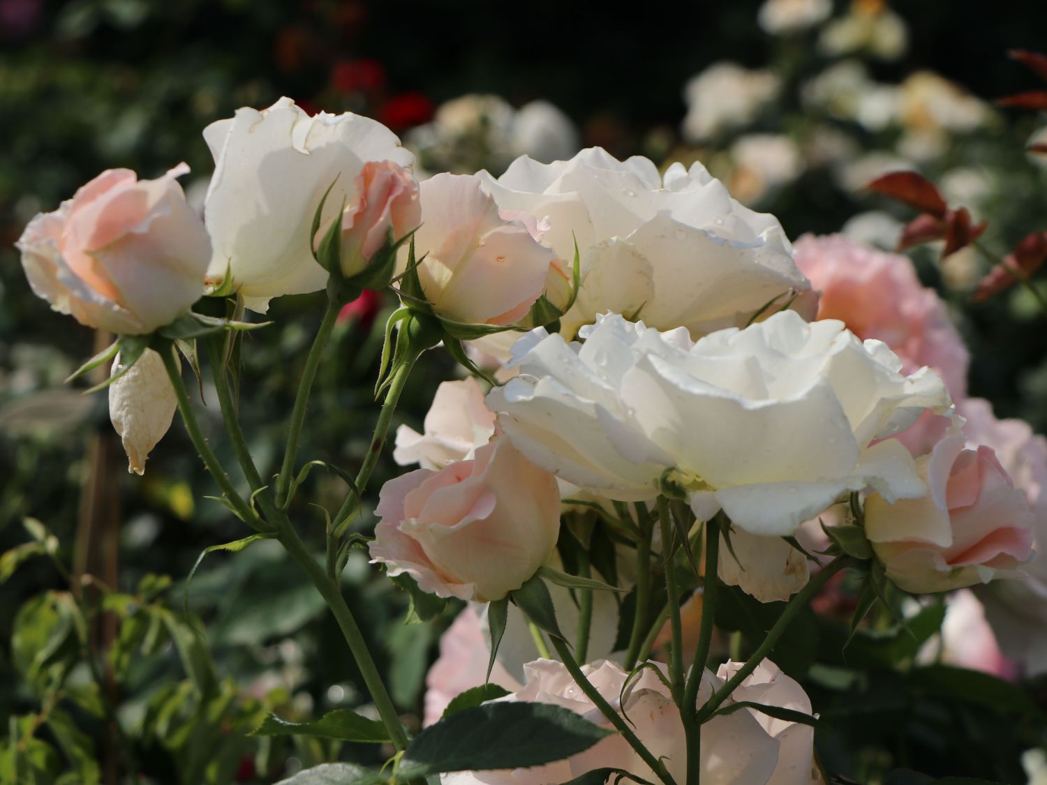 Strauchrose 'Rokoko' ® - Alles erfahren über Blüte, Duft & Co.