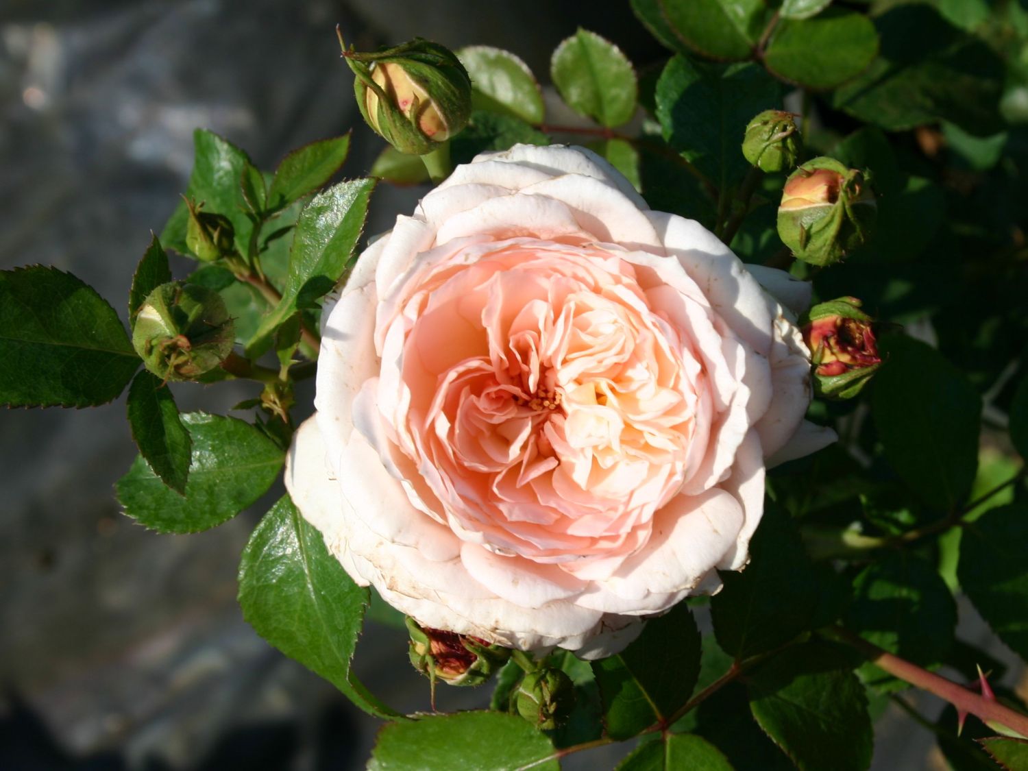 Strauchrose 'Schloss Eutin' ® - Schönste Rosen & Expertenwissen