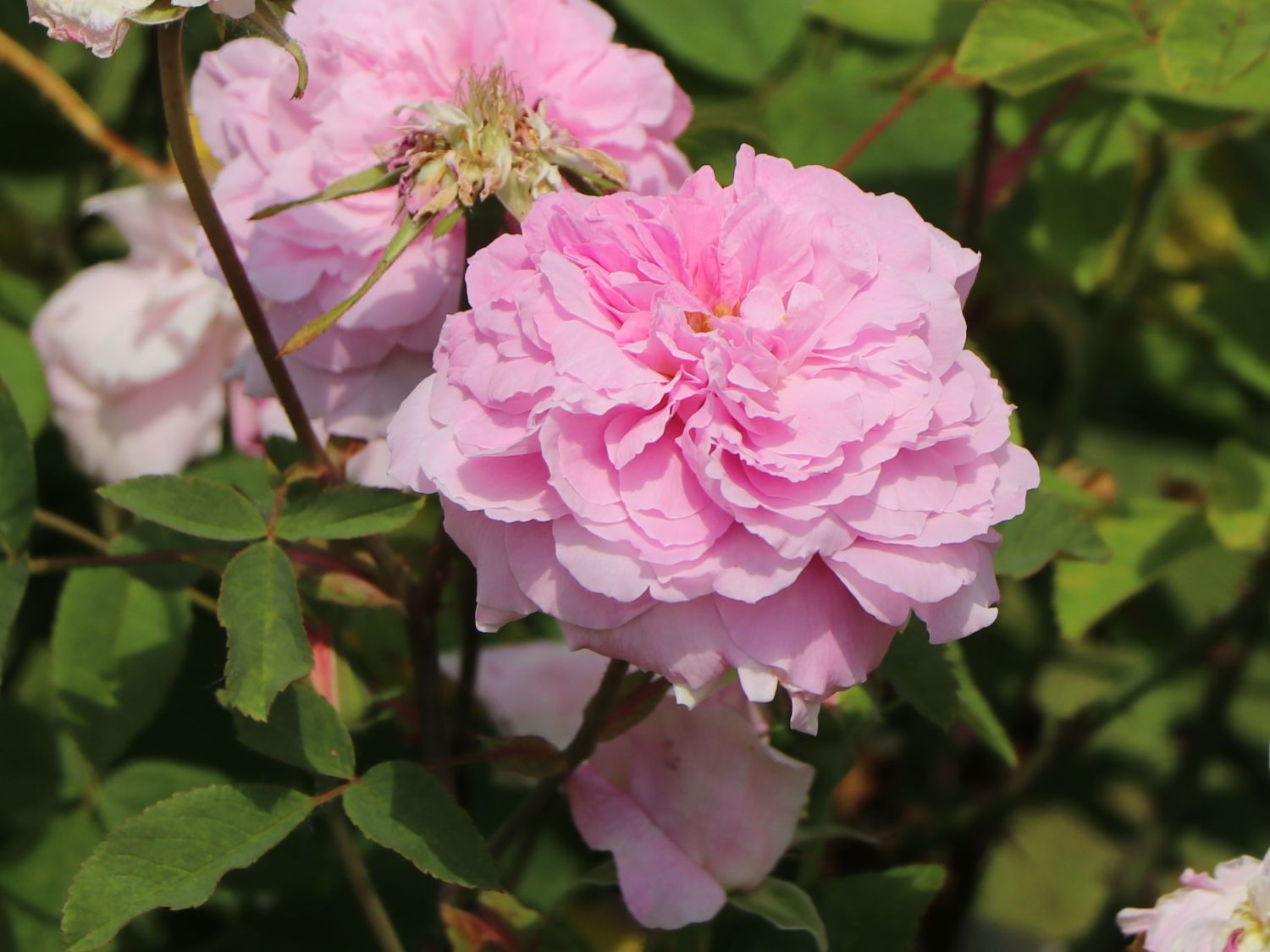 Strauchrose 'The Mayflower' ® - Expertenwissen zu dieser Rose