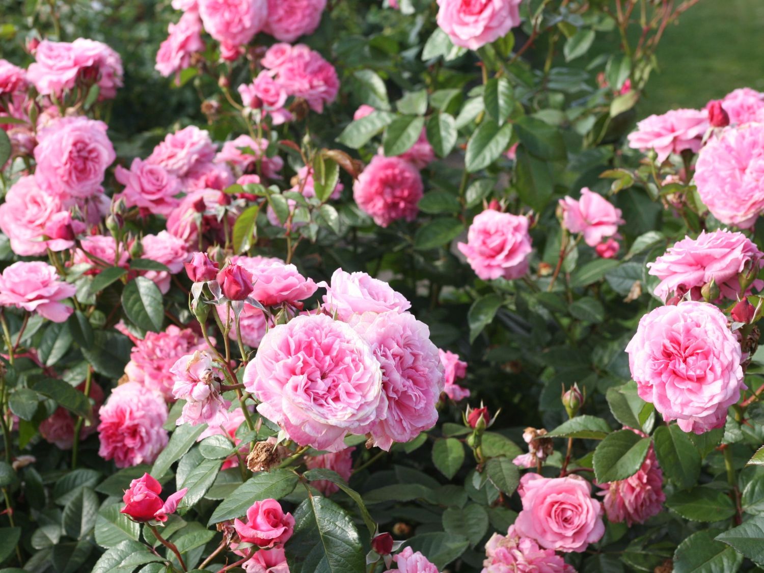 Strauchrose 'Zaide' ® - Alles erfahren über Blüte, Duft & Co.