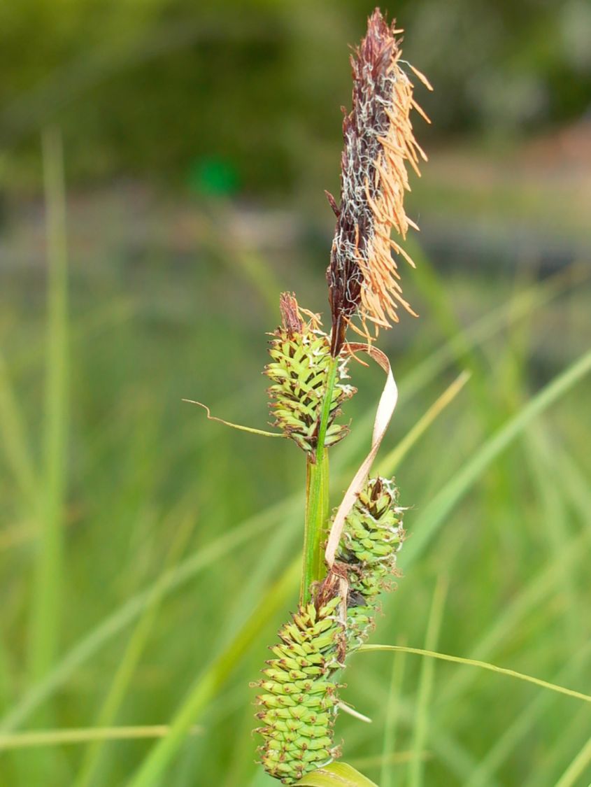 Sumpf Segge (Carex acutiformis) - perfekte Stauden & Ratgeber