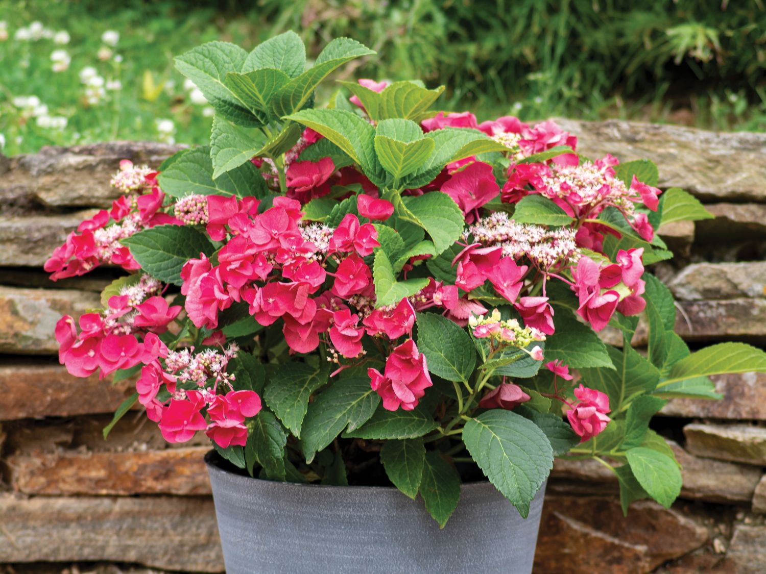 Tellerhortensie 'McKay' 'Cherry Explosion' ® - Hydrangea macrophylla ...