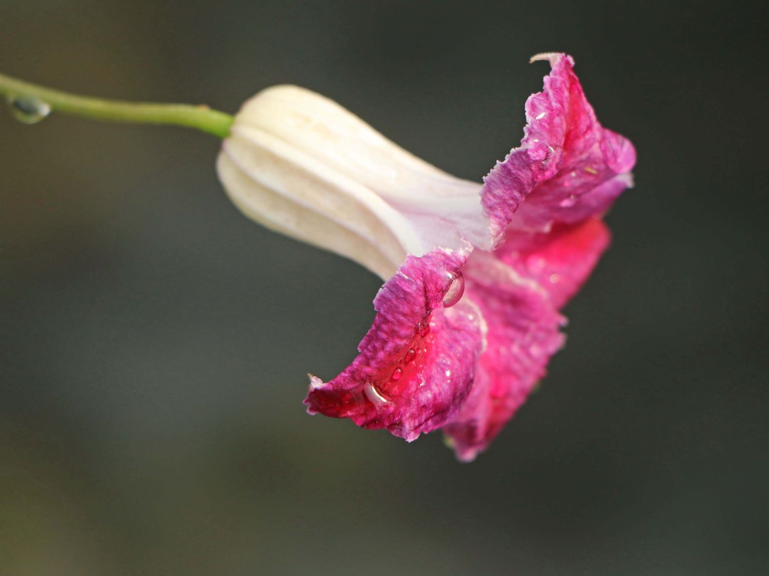 Texas-Waldrebe 'Hazel' - Clematis texensis 'Hazel' - Baumschule Horstmann