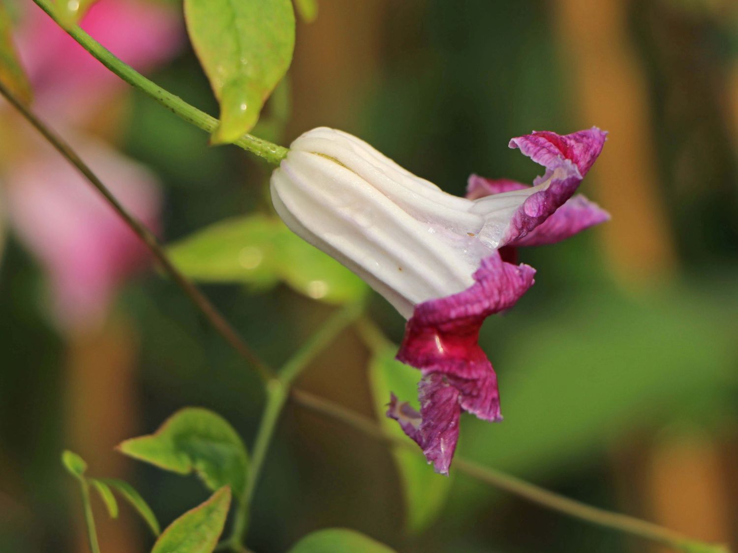 Texas-Waldrebe 'Hazel' - Clematis texensis 'Hazel' - Baumschule Horstmann