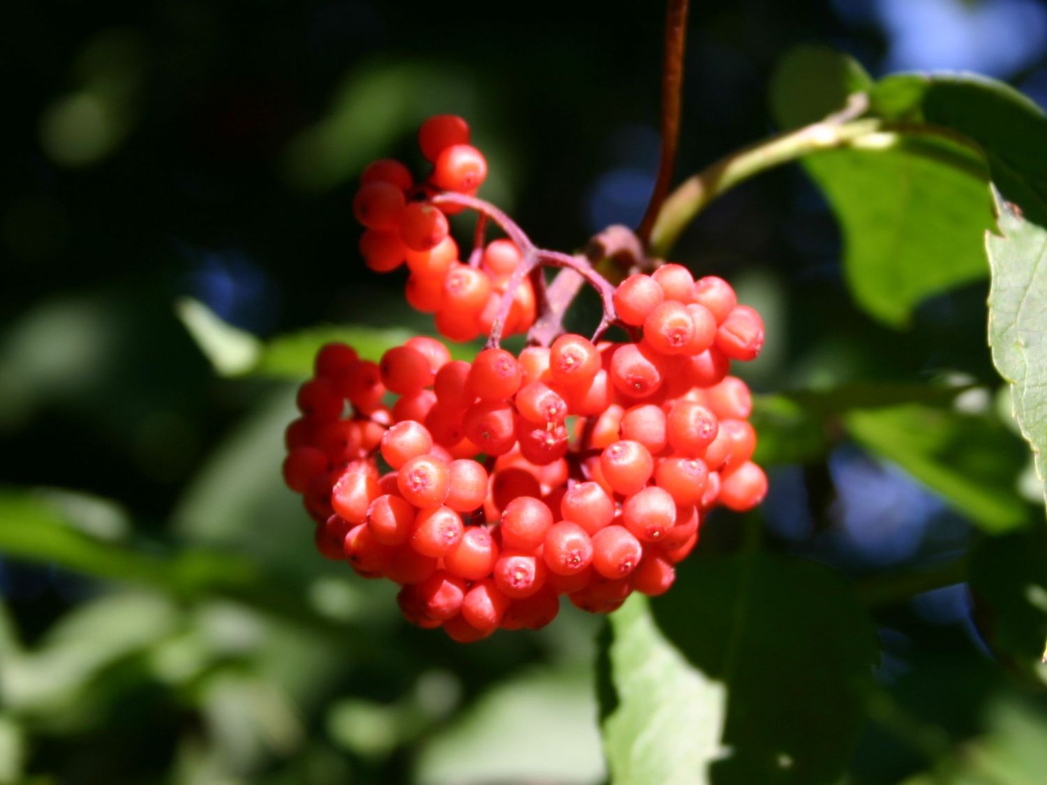 Traubenholunder / Hirschholunder - Sambucus racemosa - Baumschule Horstmann