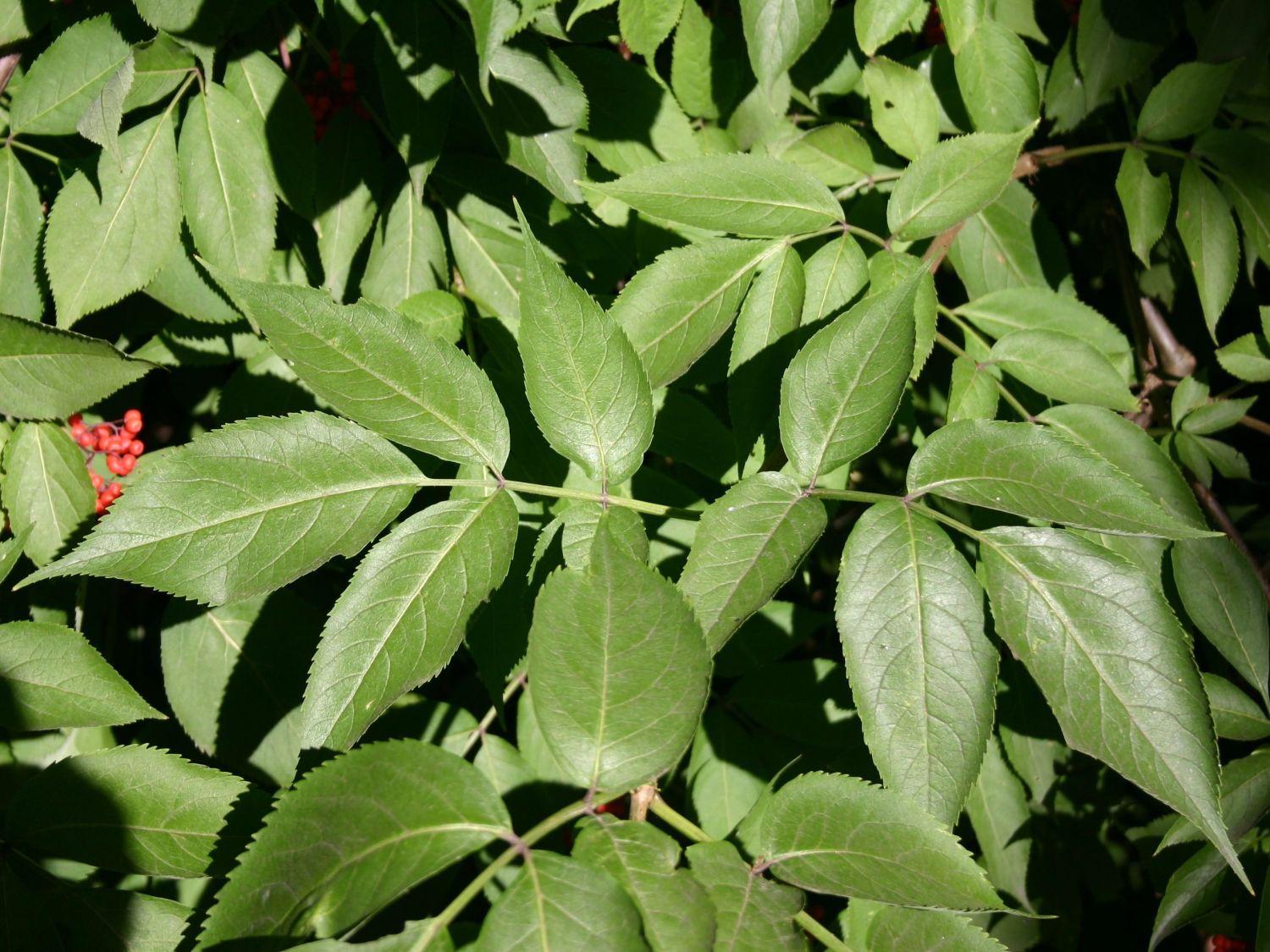 Traubenholunder / Hirschholunder - Sambucus racemosa - Baumschule Horstmann