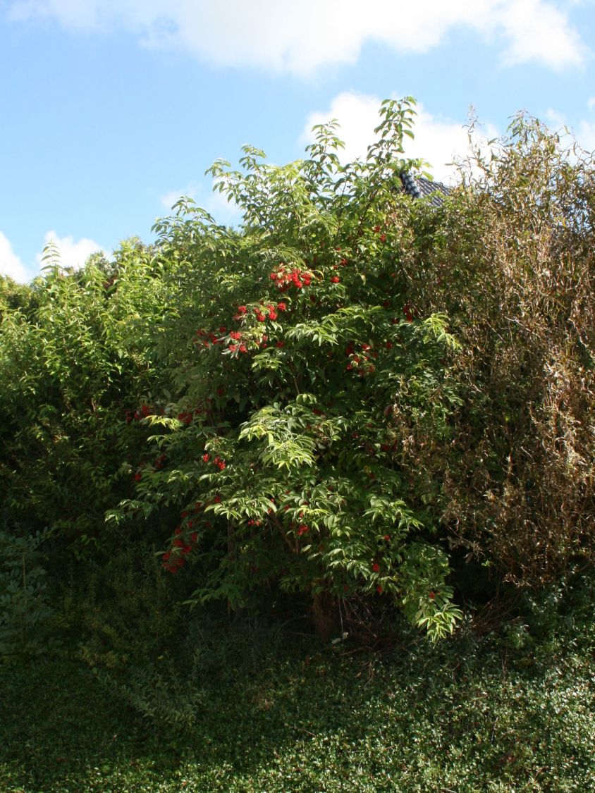 Traubenholunder / Hirschholunder - Sambucus racemosa - Baumschule Horstmann