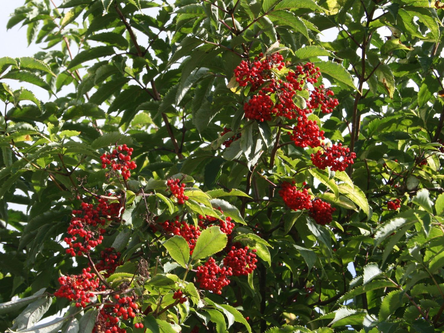 Traubenholunder / Hirschholunder - Sambucus racemosa - Baumschule Horstmann