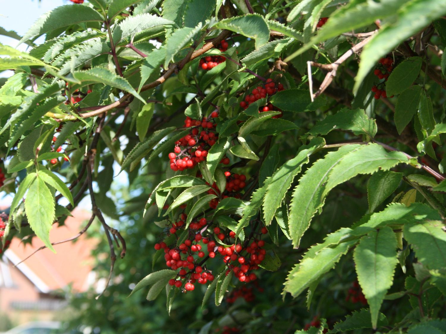 Traubenholunder / Hirschholunder - Sambucus racemosa - Baumschule Horstmann