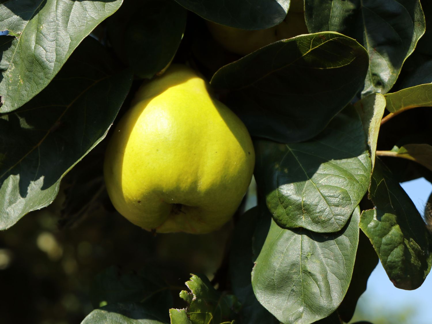 Türkische Tafelquitte Ayva ® - Cydonia oblonga 'Ayva' ® - Baumschule ...