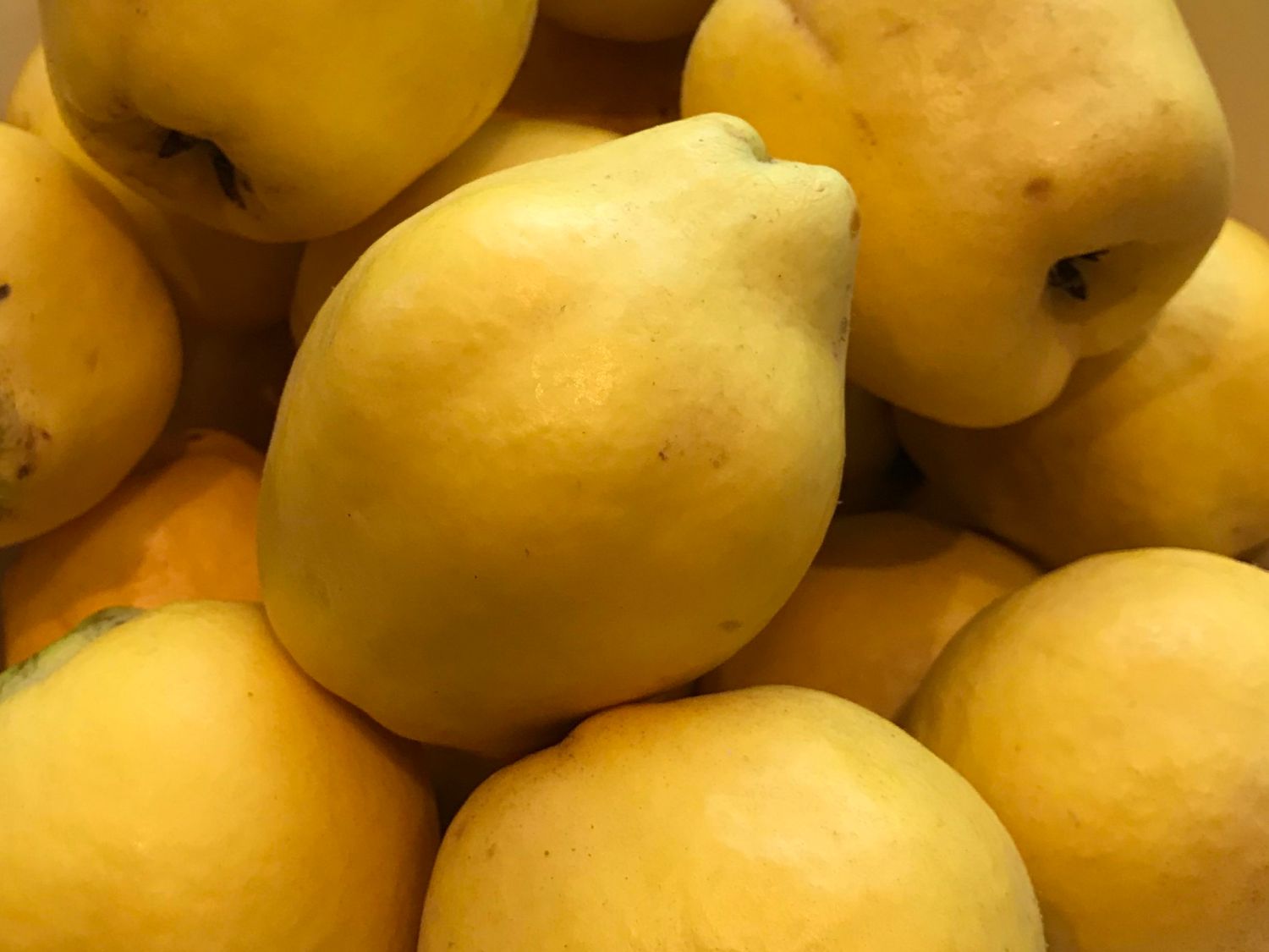 Türkische Tafelquitte Ayva ® - Cydonia oblonga 'Ayva' ® - Baumschule ...