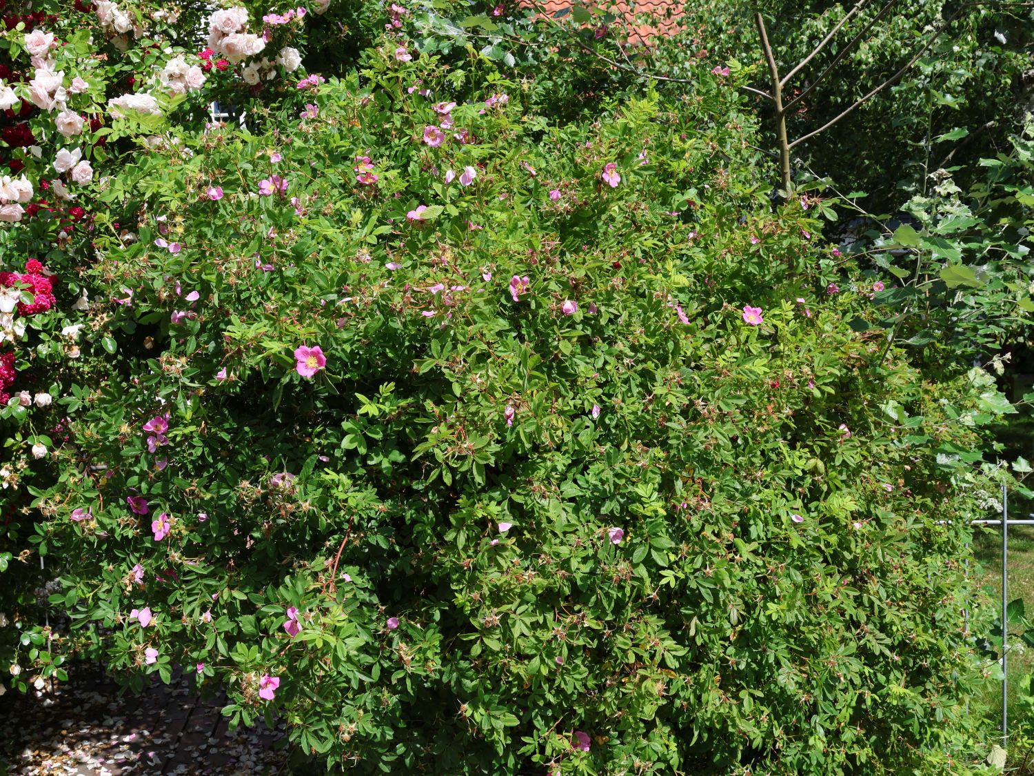 Virginianische Rose / Virginia-Rose (Rosa virginiana) | Rosen
