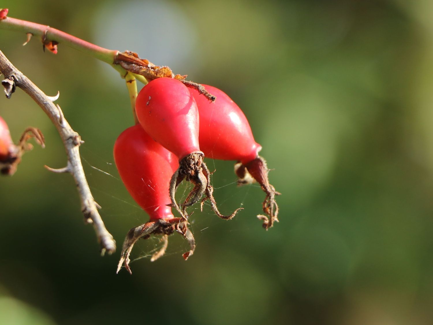 Vitaminrose 'PiRo 3' - Schönstes Rosen-Sortiment & Expertenwissen