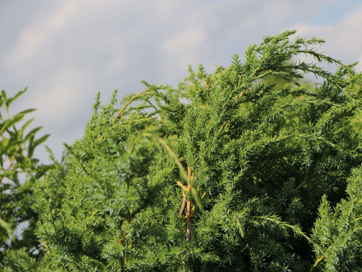 Wacholder 'Blue Alps' - Juniperus chinensis 'Blue Alps' - Baumschule ...