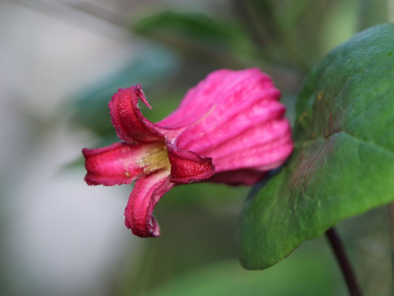 Waldrebe 'Fiona Woolfenden' - Clematis texensis 'Fiona Woolfenden ...