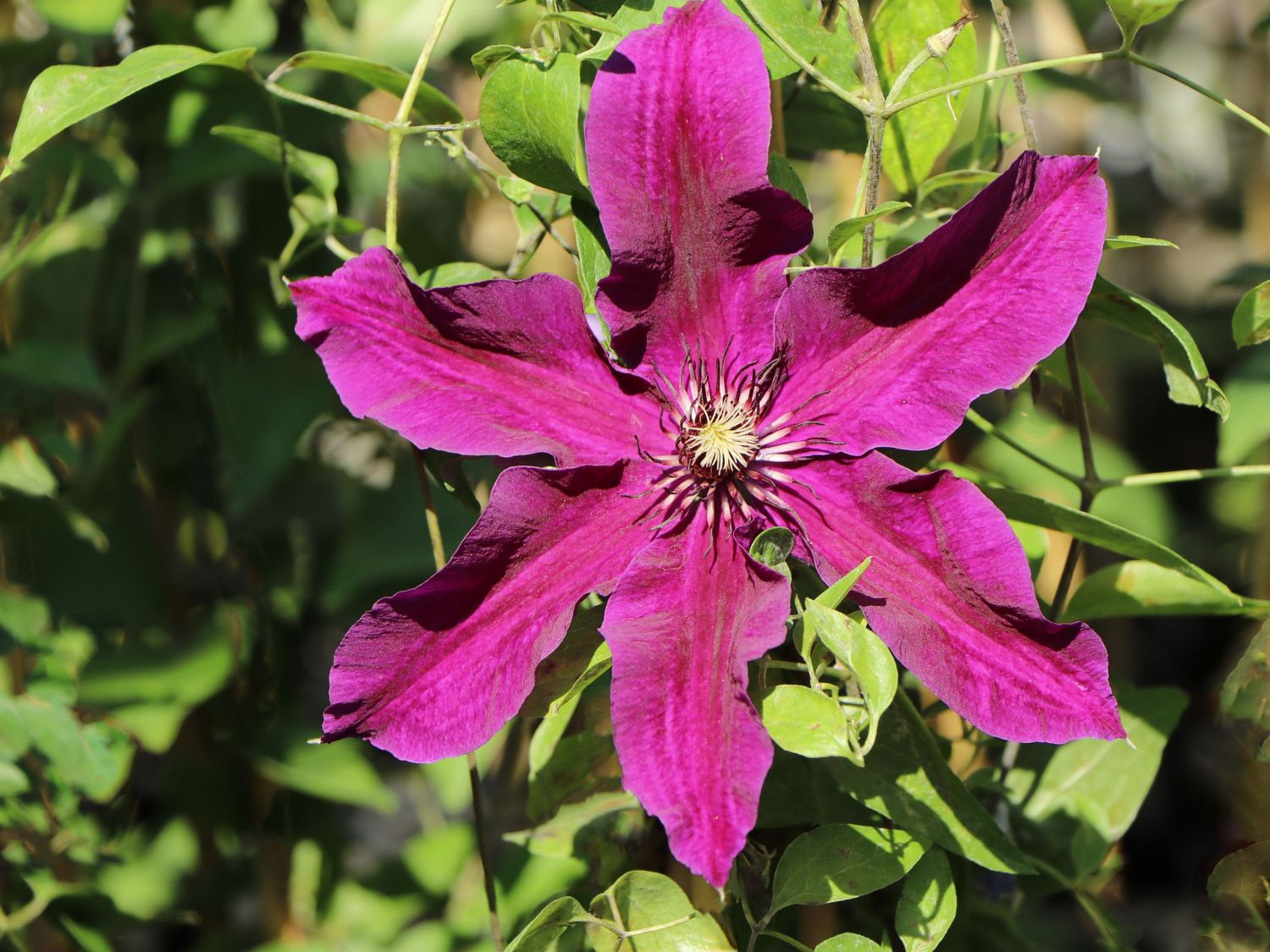 Waldrebe 'Huvi' - Clematis 'Huvi' - Baumschule Horstmann