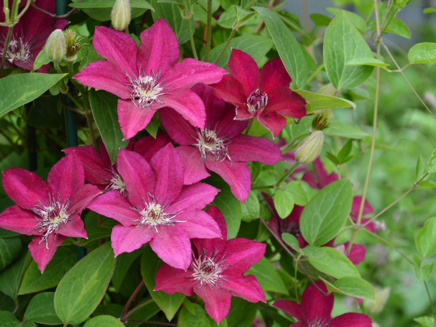 Großblumige Clematis für den eigenen Garten kaufen