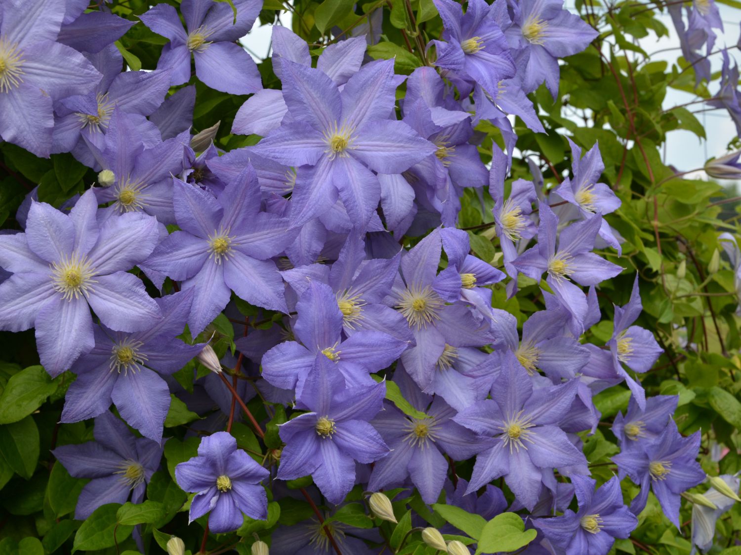 Großblumige Clematis - Baumschule Horstmann