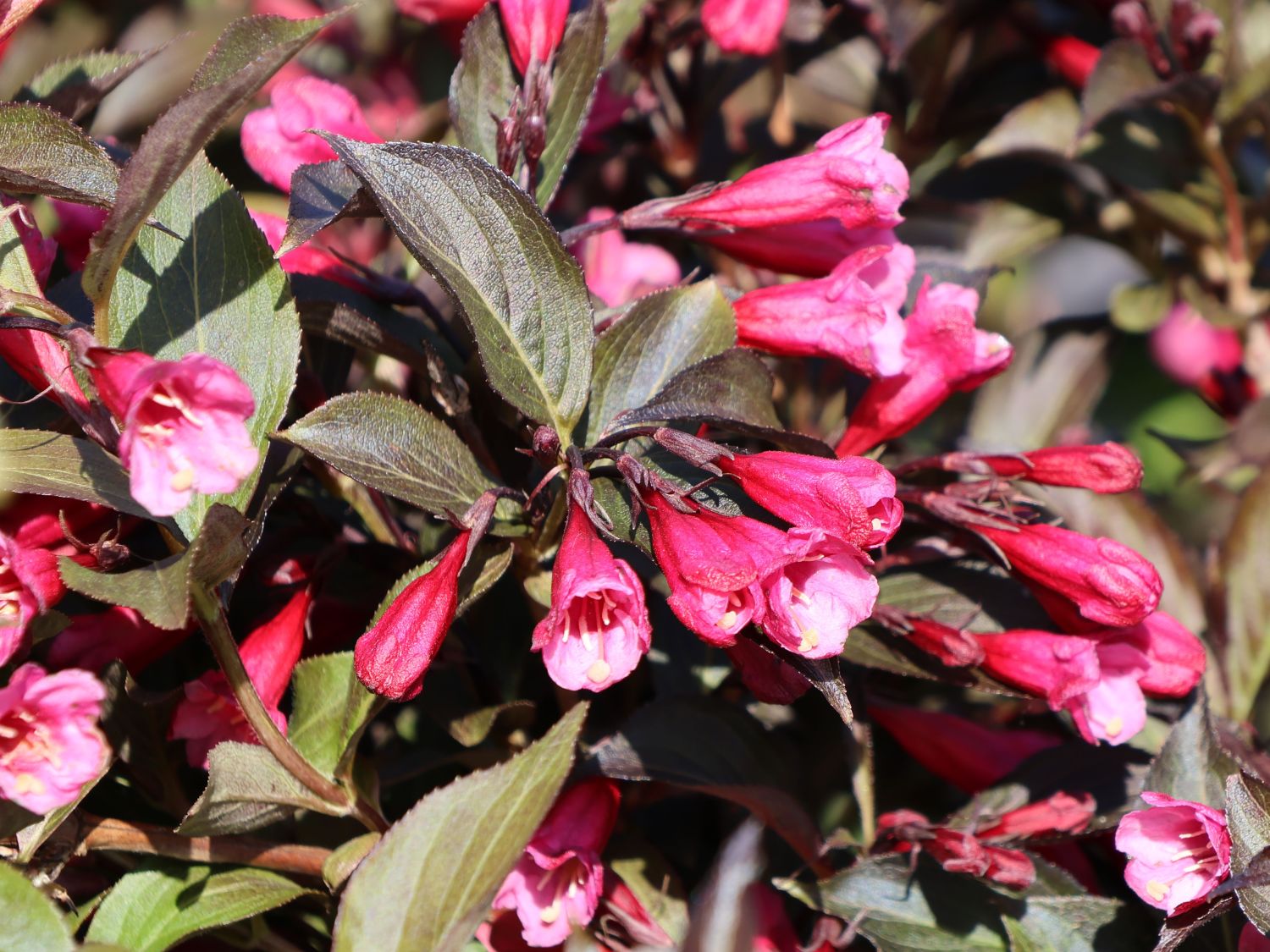 Weigelie 'Alexandra' - Weigela florida 'Alexandra' - Baumschule Horstmann