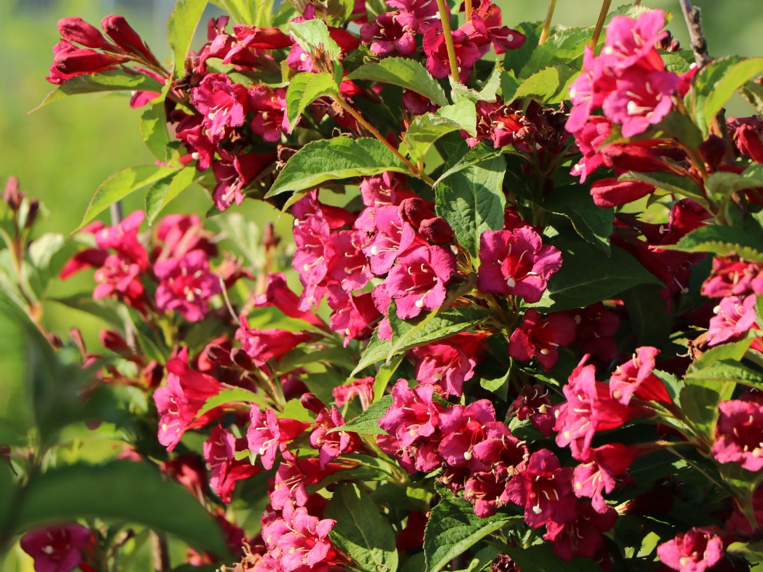 Weigelie Buntstifter 'Bristol Ruby' - Weigela Buntstifter 'Bristol Ruby' - Baumschule Horstmann