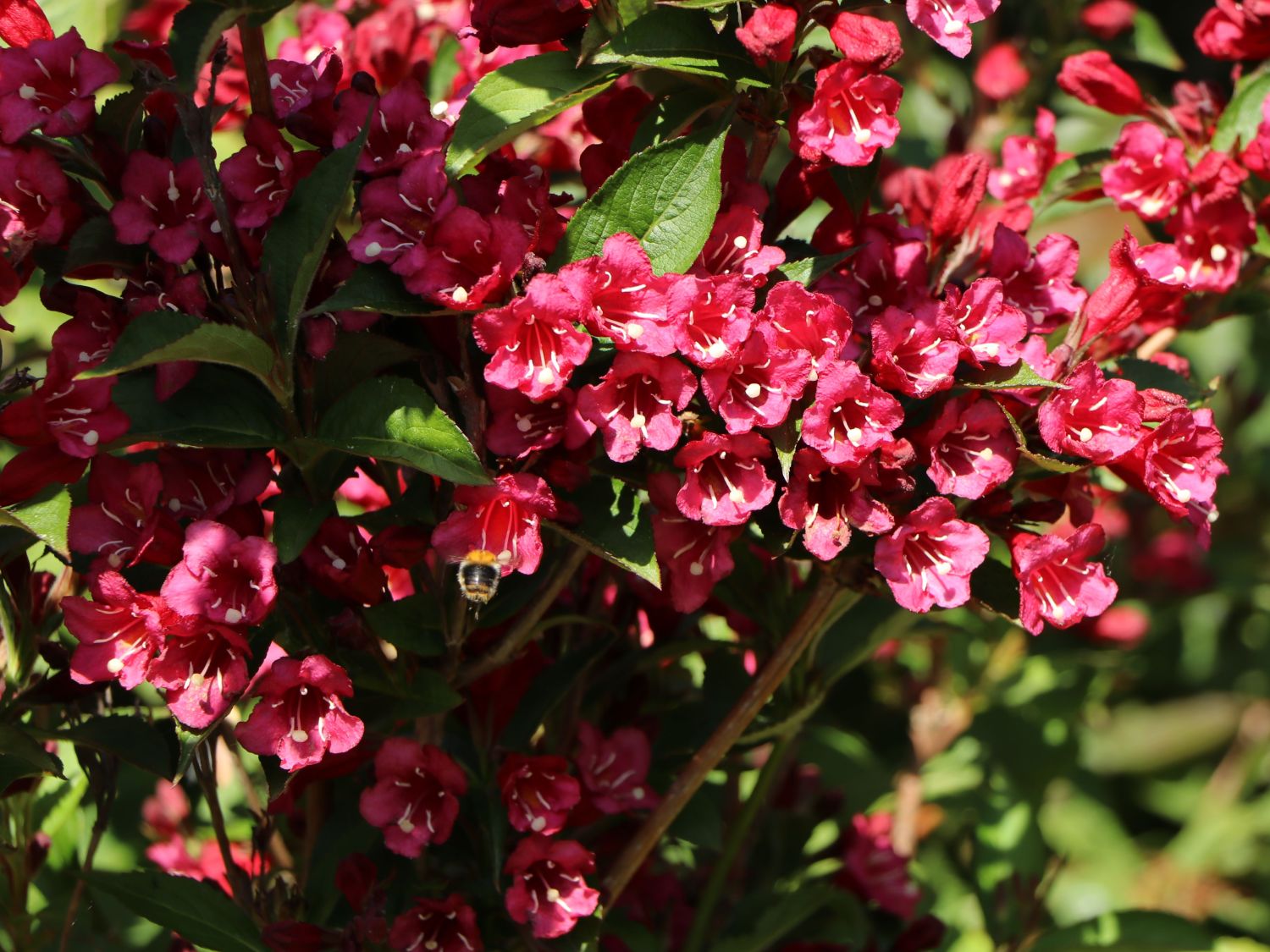 Weigelie 'Eva Rathke' - Weigela 'Eva Rathke' - Baumschule Horstmann