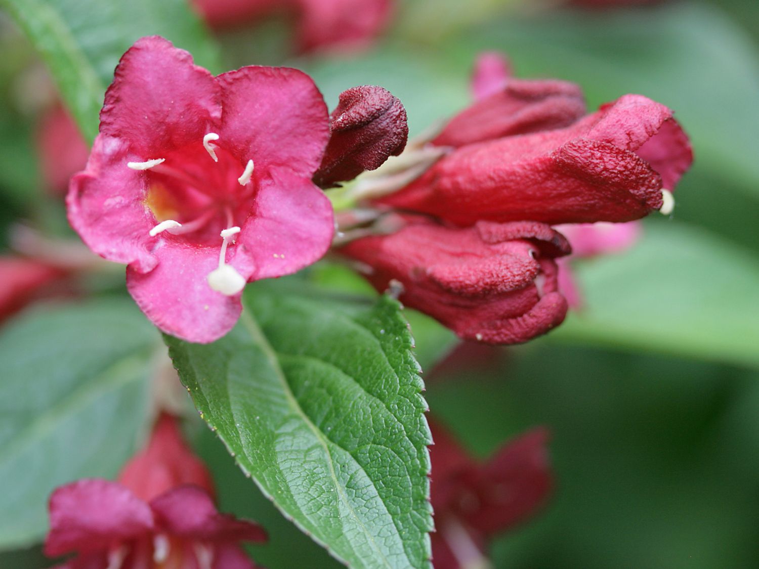 Weigelie 'Newport Red' - Weigela 'Newport Red' - Baumschule Horstmann