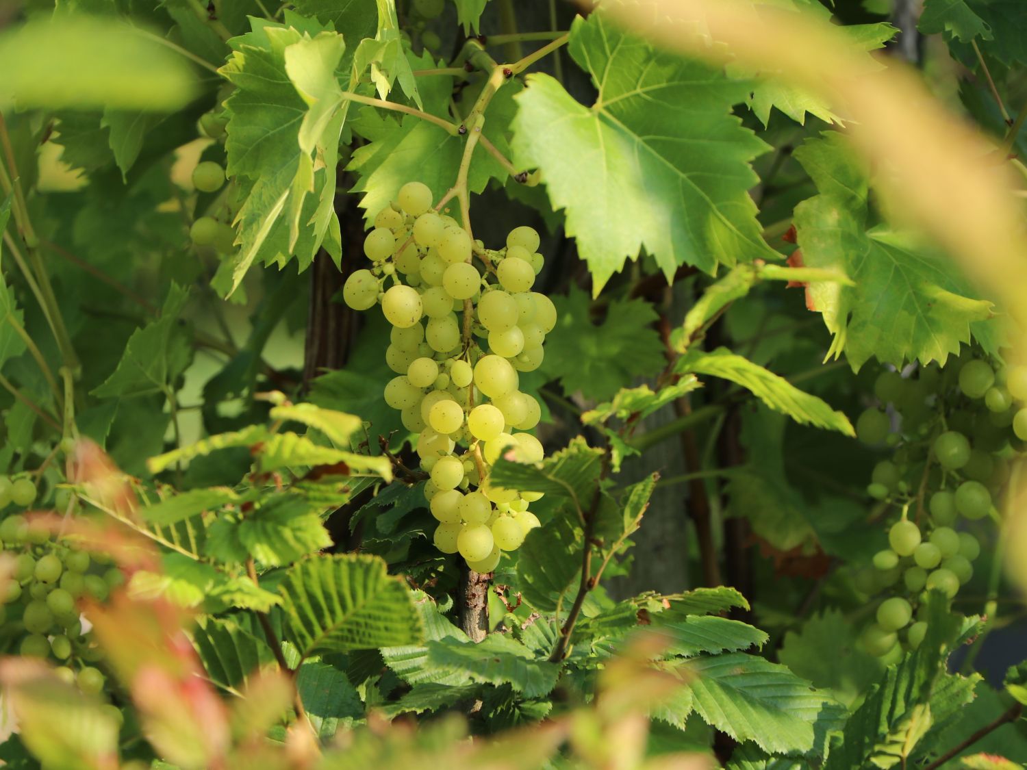 Weintraube 'Himrod' - Vitis vinifera 'Himrod' - Baumschule Horstmann
