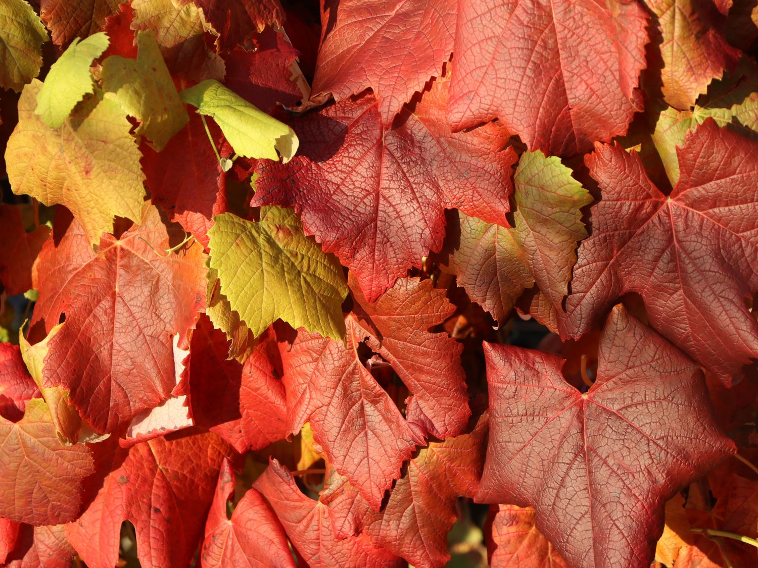 Weintraube 'New York Muscat' - Vitis 'New York Muscat' - Baumschule ...