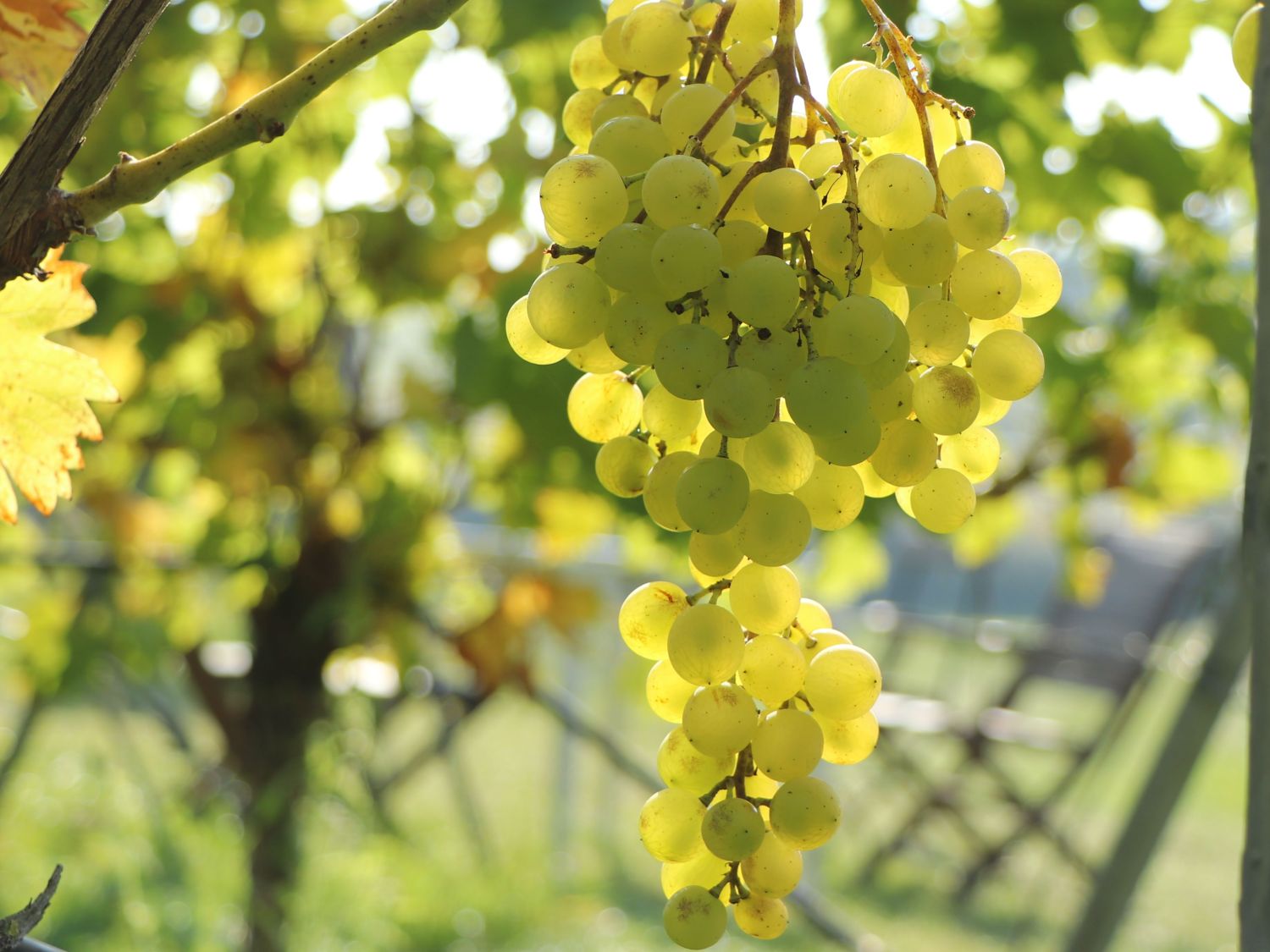 Weintraube 'Solaris' - Vitis vinifera 'Solaris' - Baumschule Horstmann