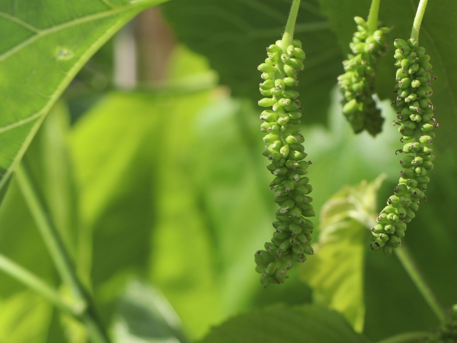 Kaiser-Maulbeere 'Giant Fruit' - Morus macroura 'Giant Fruit ...