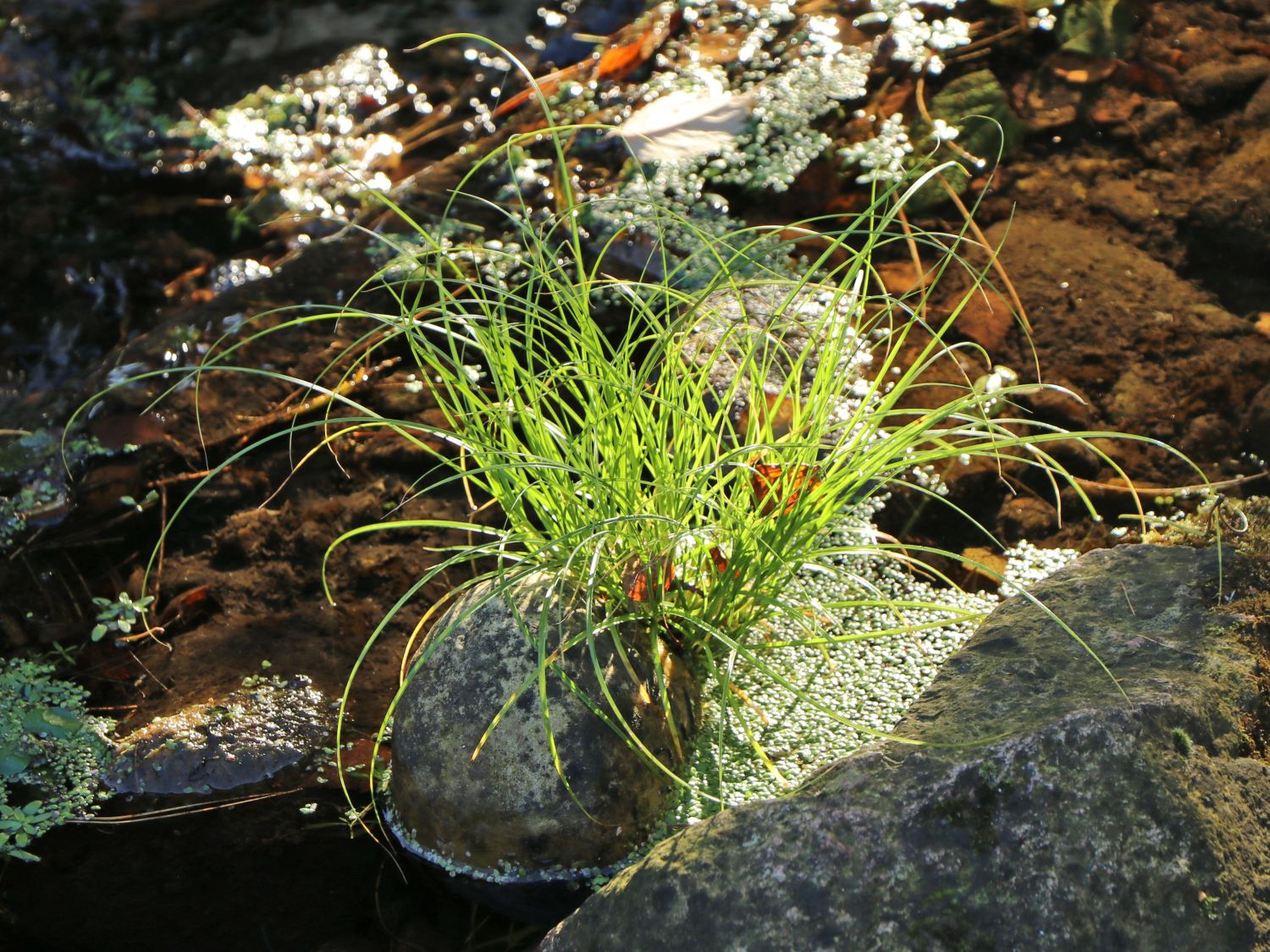 Winkel-Segge (Carex remota) - Schönste Stauden & Expertenwissen
