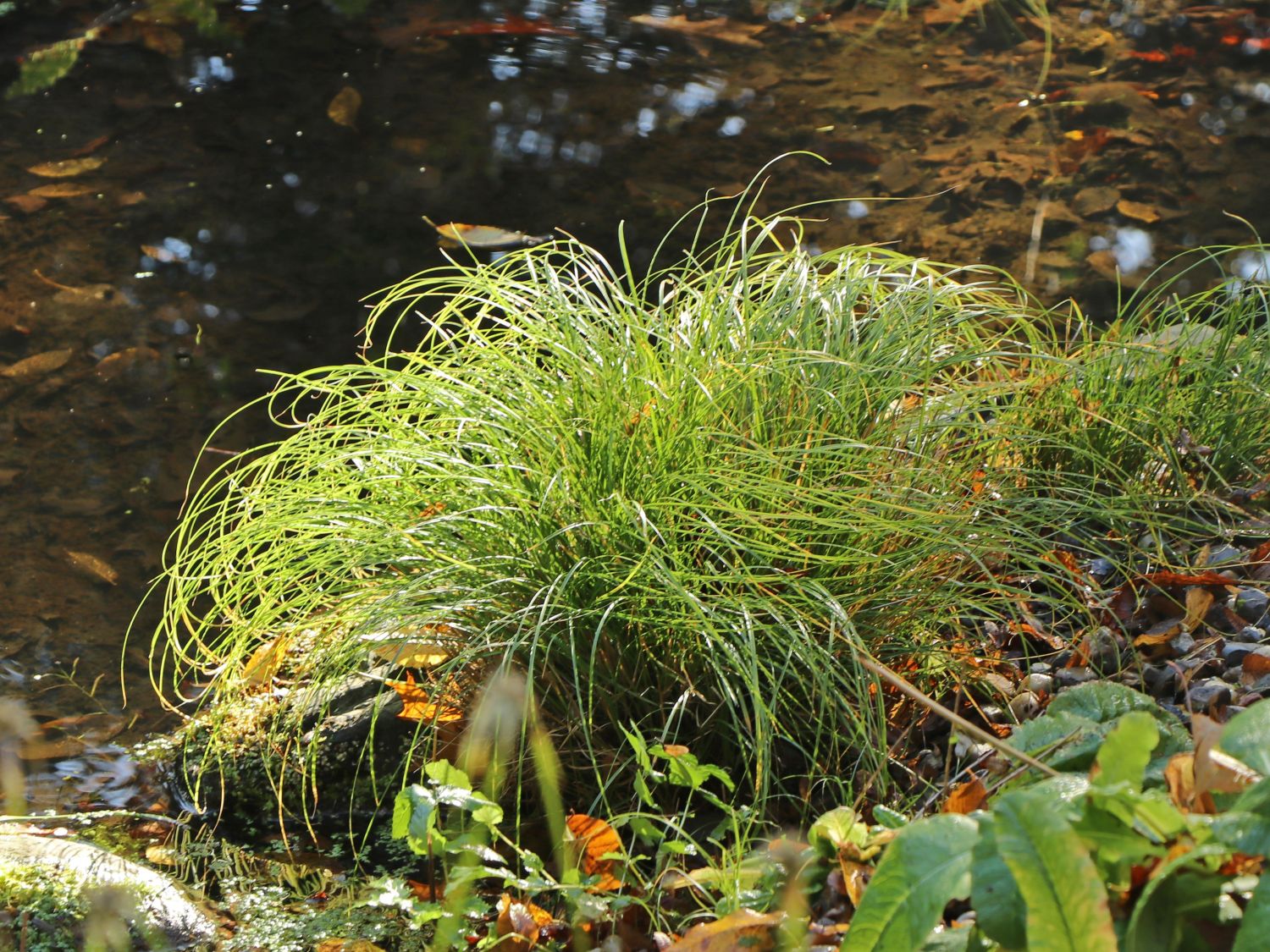 Winkel-Segge (Carex remota) - Schönste Stauden & Expertenwissen