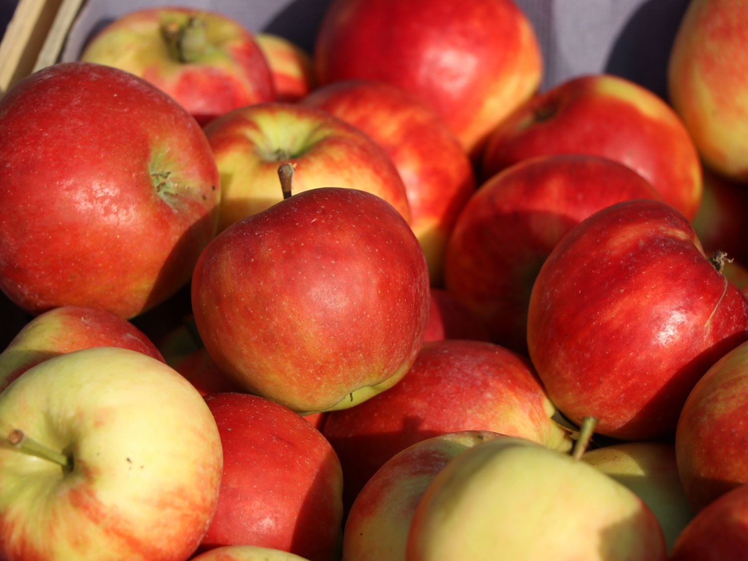 Winterapfel 'Idared' - Malus 'Idared' - Baumschule Horstmann
