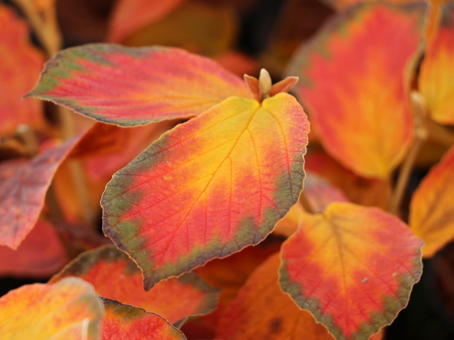Zaubernuss 'Orange Peel' - Hamamelis x intermedia 'Orange Peel ...