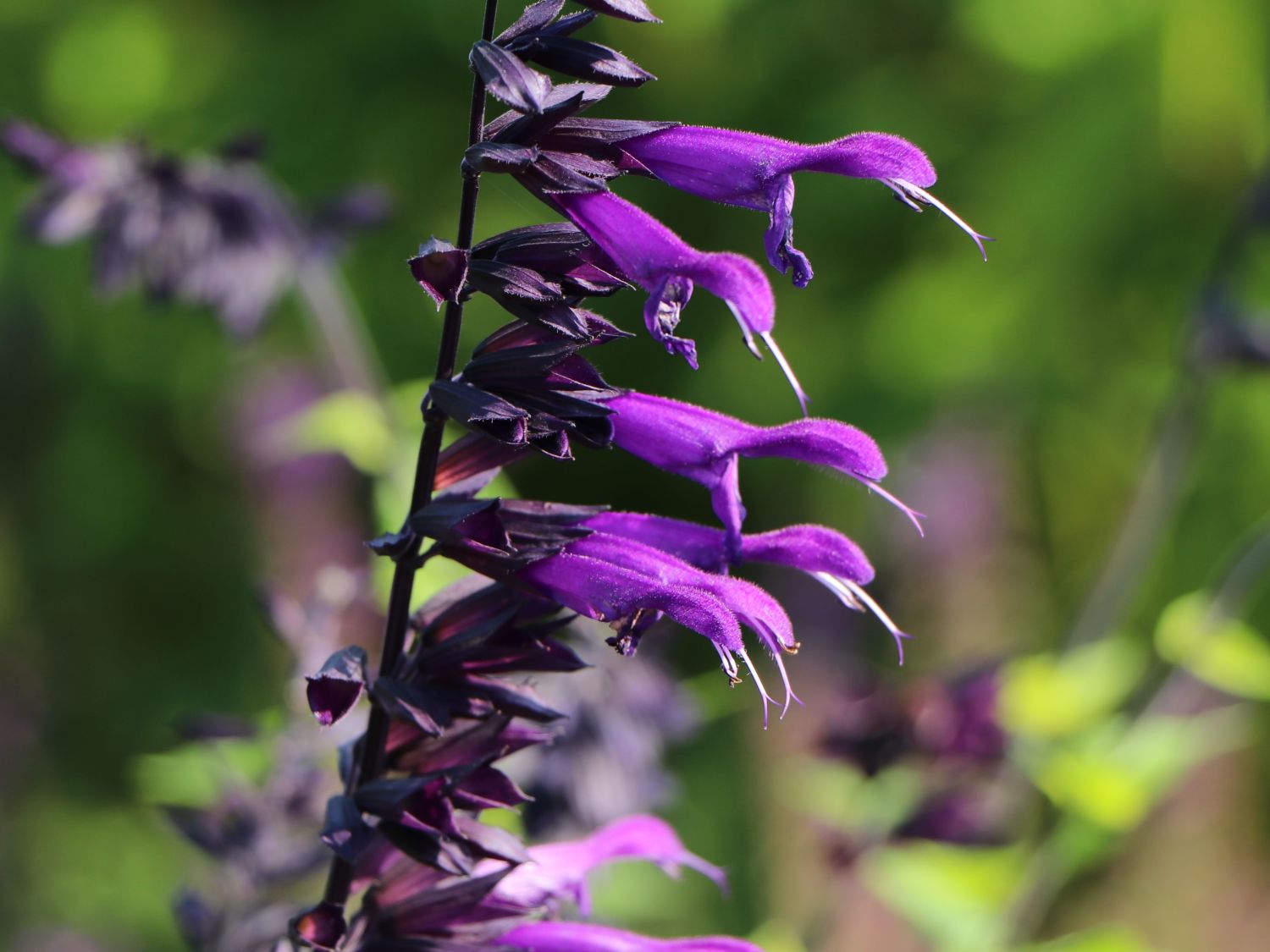 Zier-Salbei 'Amistad' - Finde Deine neue Staude + Online Ratgeber