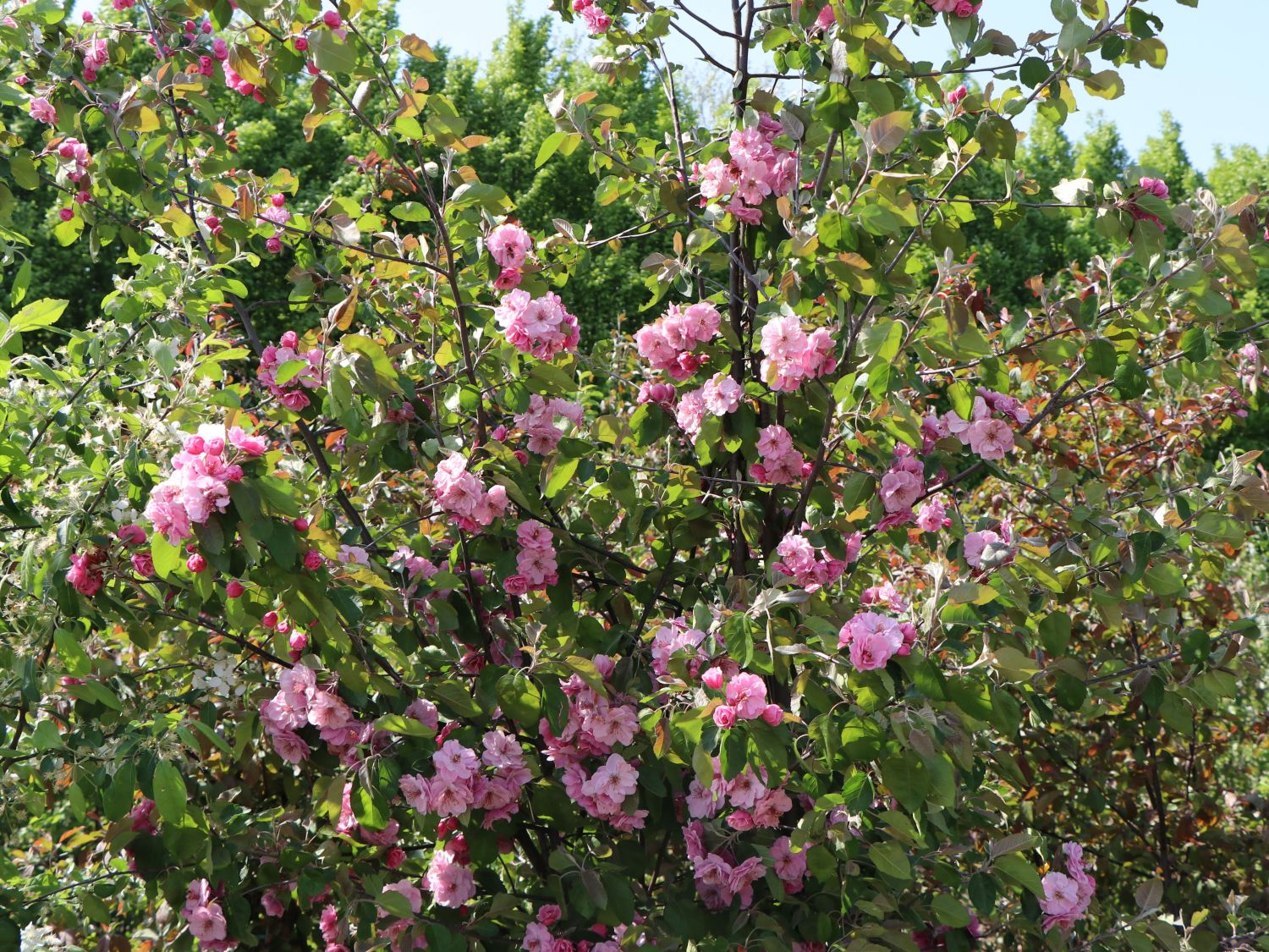 Zierapfel 'Brandy Magic' - Malus 'Brandy Magic' - Baumschule Horstmann