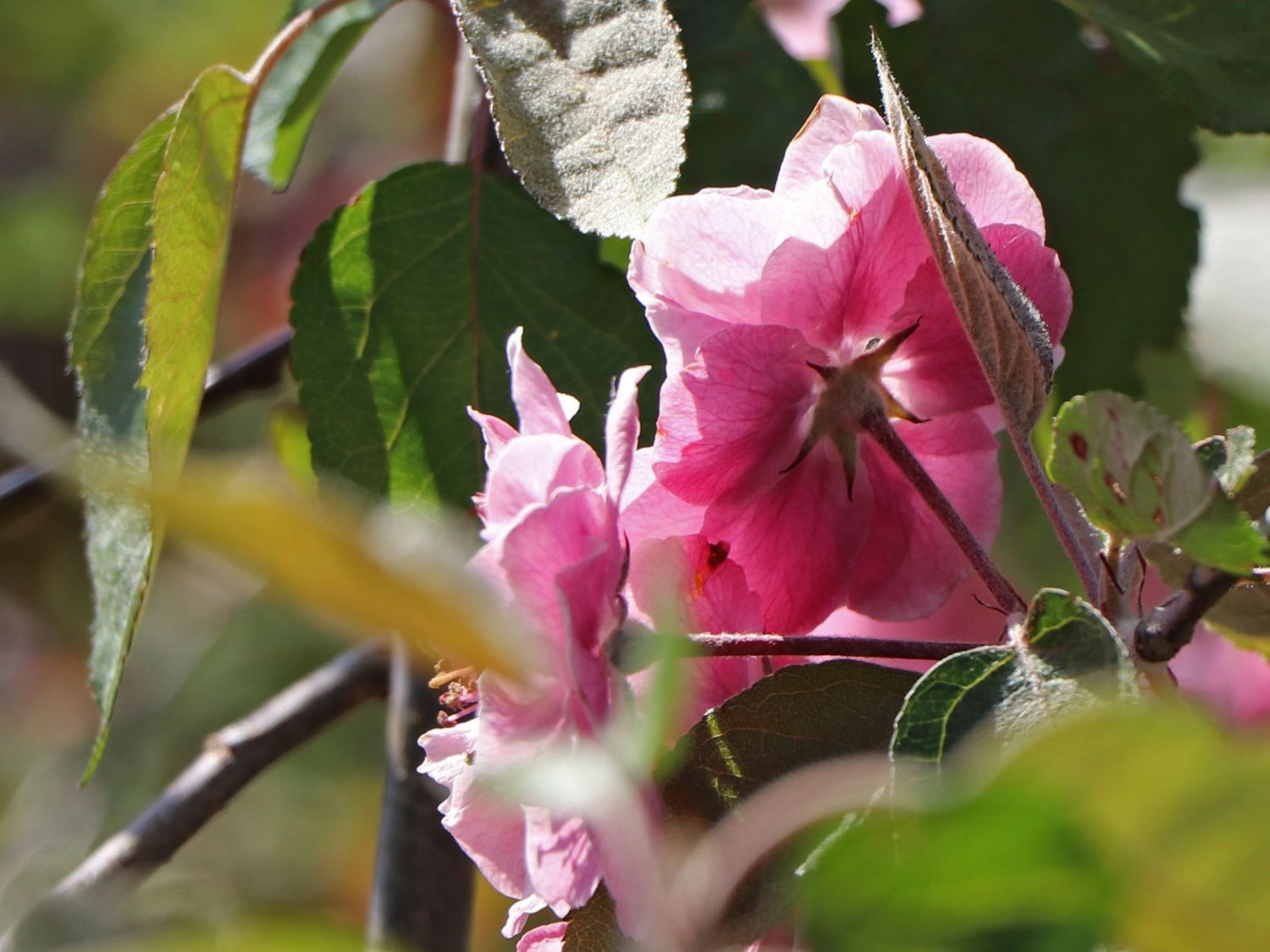 Zierapfel 'Brandy Magic' - Malus 'Brandy Magic' - Baumschule Horstmann