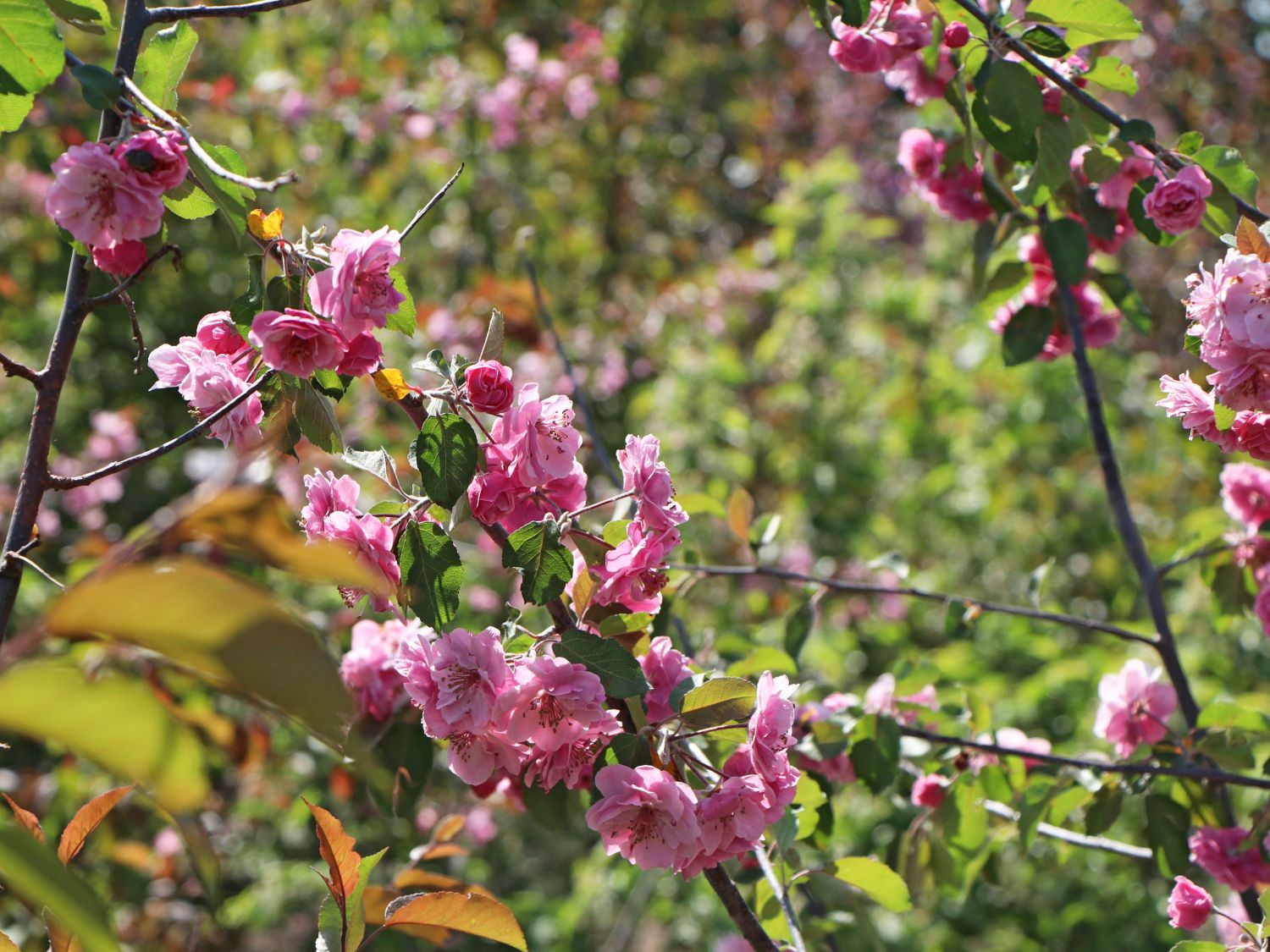 Zierapfel 'Brandy Magic' - Malus 'Brandy Magic' - Baumschule Horstmann